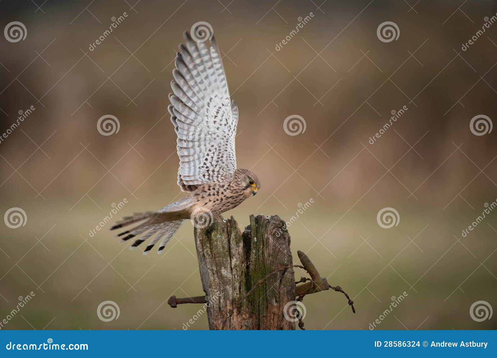 Female Kestrel stock photo. Image of raptor, hunter, beak - 28586324