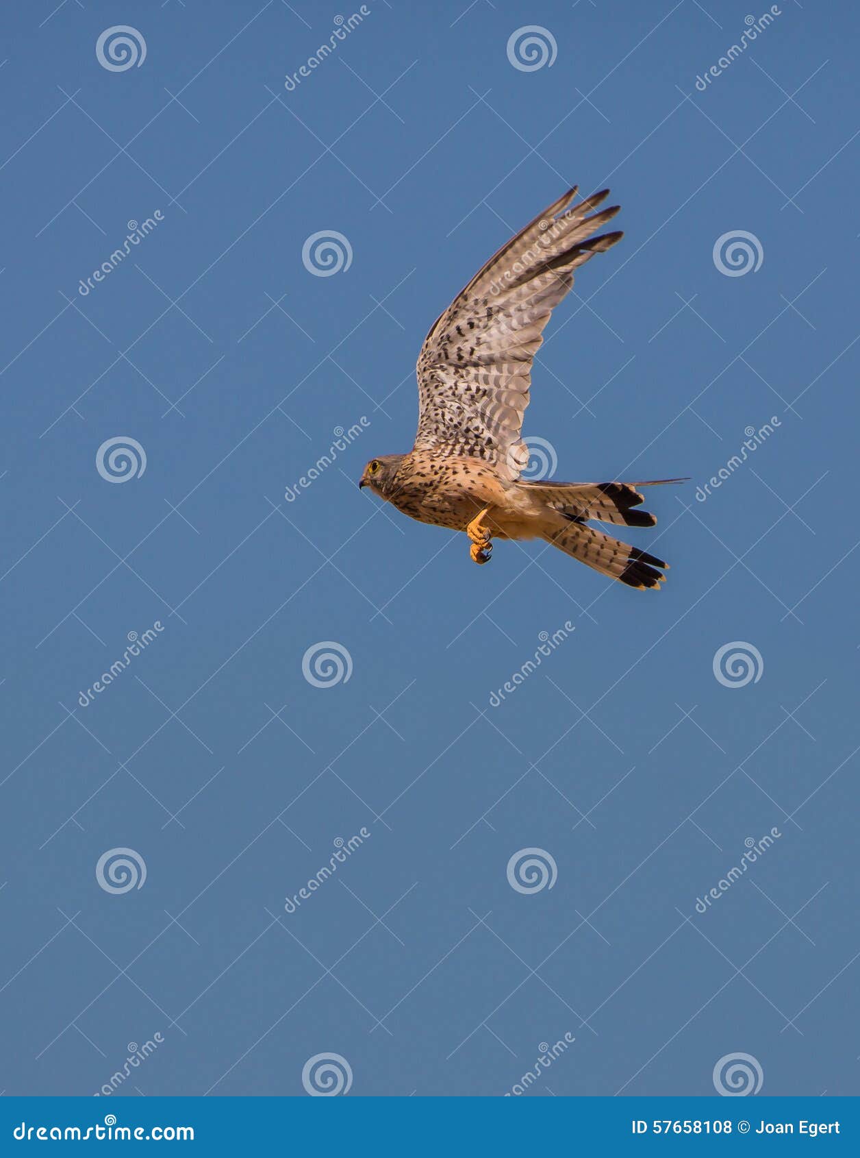 Female Kestrel flying stock photo. Image of tinnunculus - 57658108