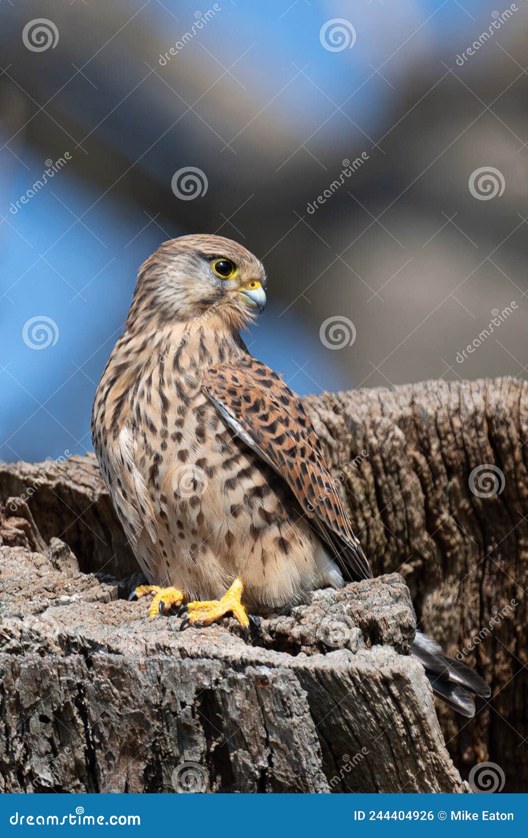 Female Kestrel Perched on a Tree Stock Photo - Image of common, world ...
