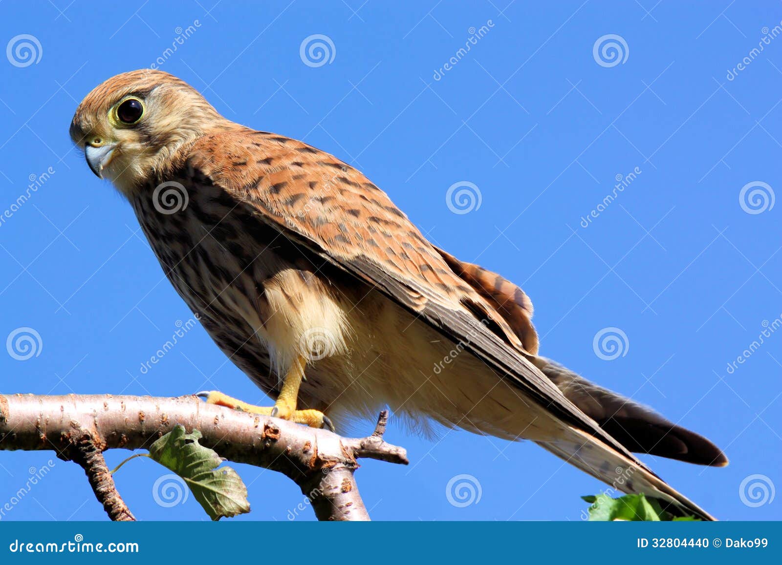 Female kestrel stock photo. Image of bird, raptor, wild - 32804440