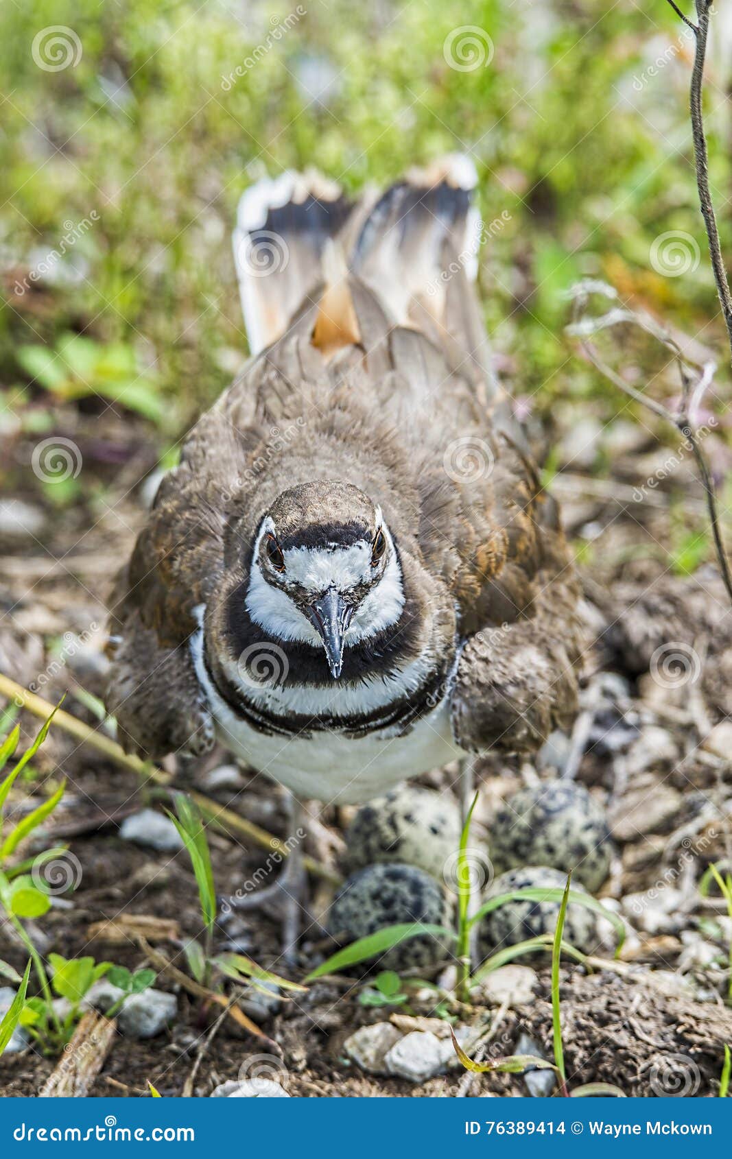 Female Kildeer bird stock photo. Image of beautiful, baby - 76389414