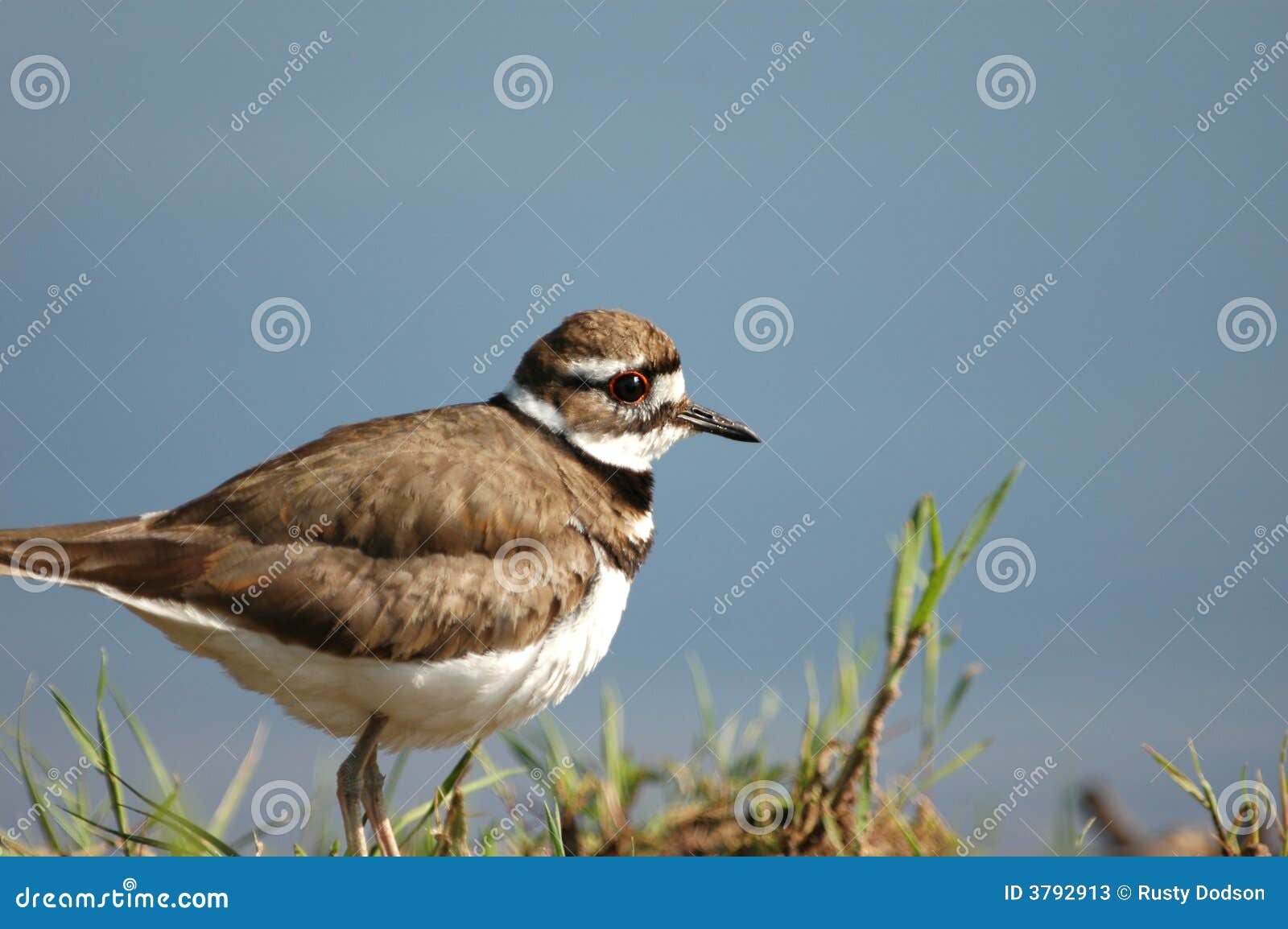Female Killdeer stock image. Image of avian, biology, wader - 3792913