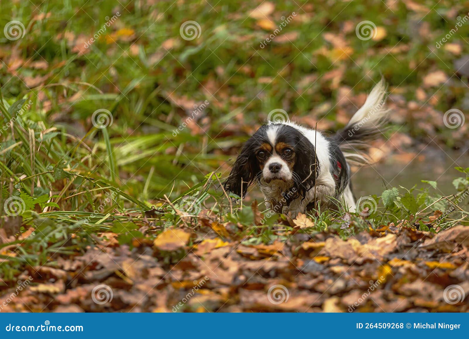 Female King Charles Cavalier Spaniel Small Dog Up Close Stock Photo ...