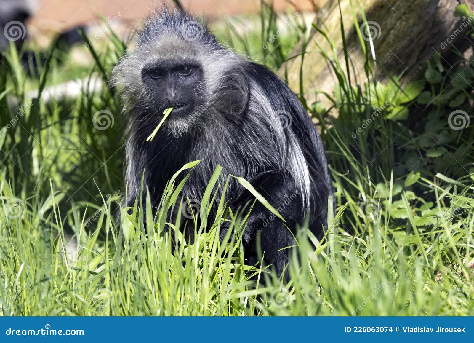Female King Colobus, Colobus Polykomos, Sits on the Ground and Feeds on ...