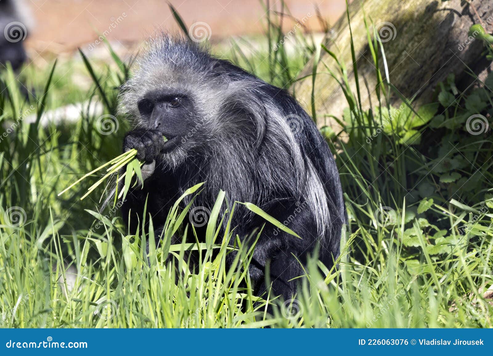 Female King Colobus, Colobus Polykomos, Sits on the Ground and Feeds on ...