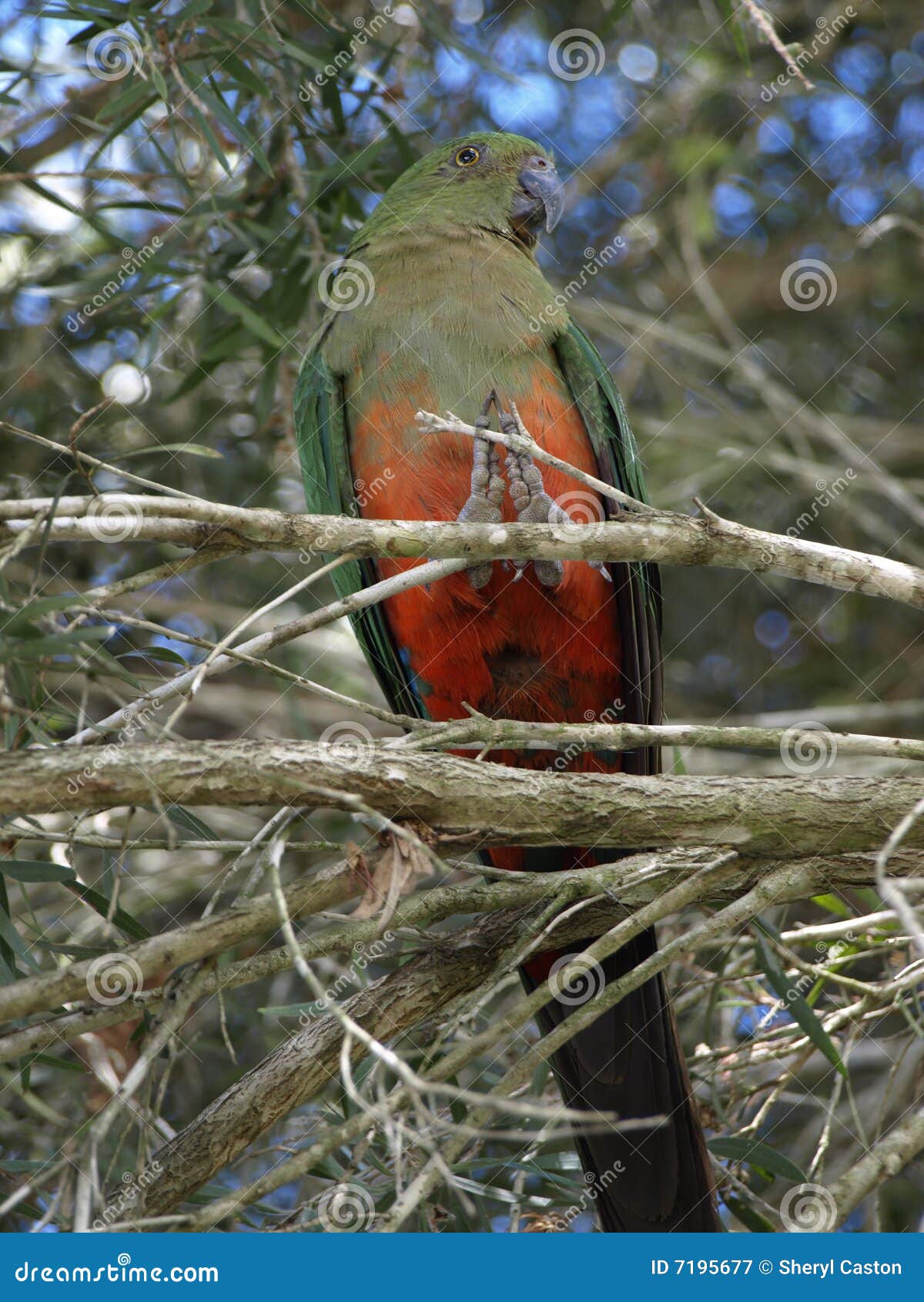 Female king parrot stock image. Image of underside, bright - 7195677