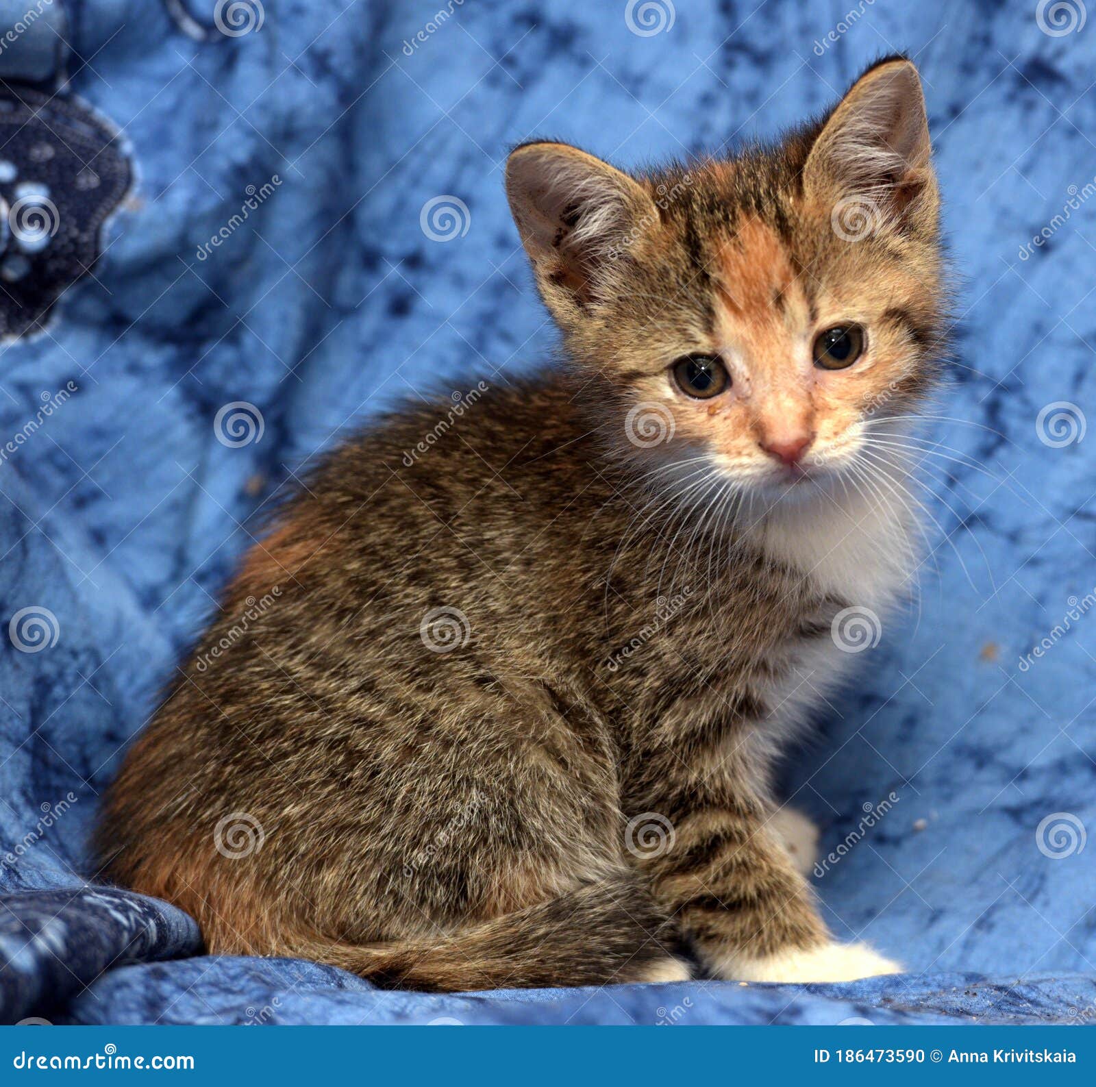 Female kitten three colors stock photo. Image of kitten - 186473590