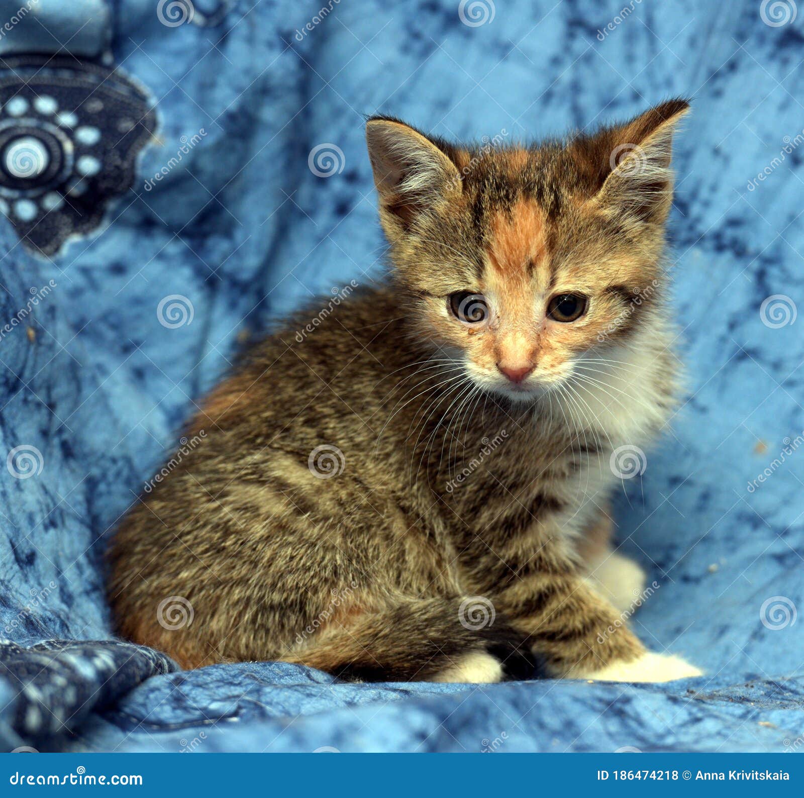 Female kitten three colors stock photo. Image of clean - 186474218