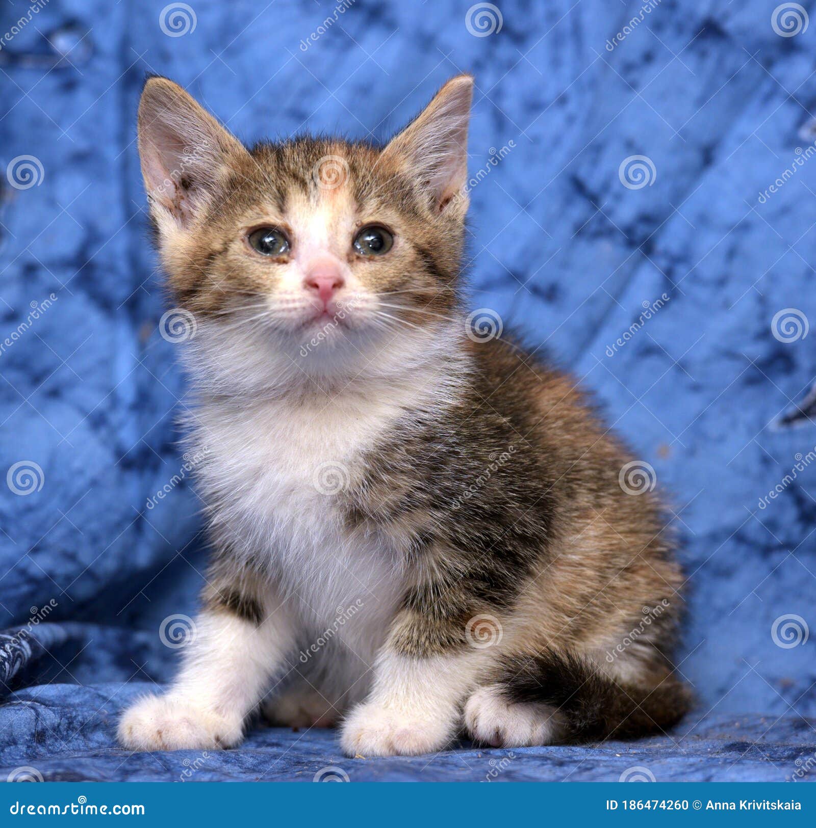 Female kitten three colors stock photo. Image of animal - 186474260