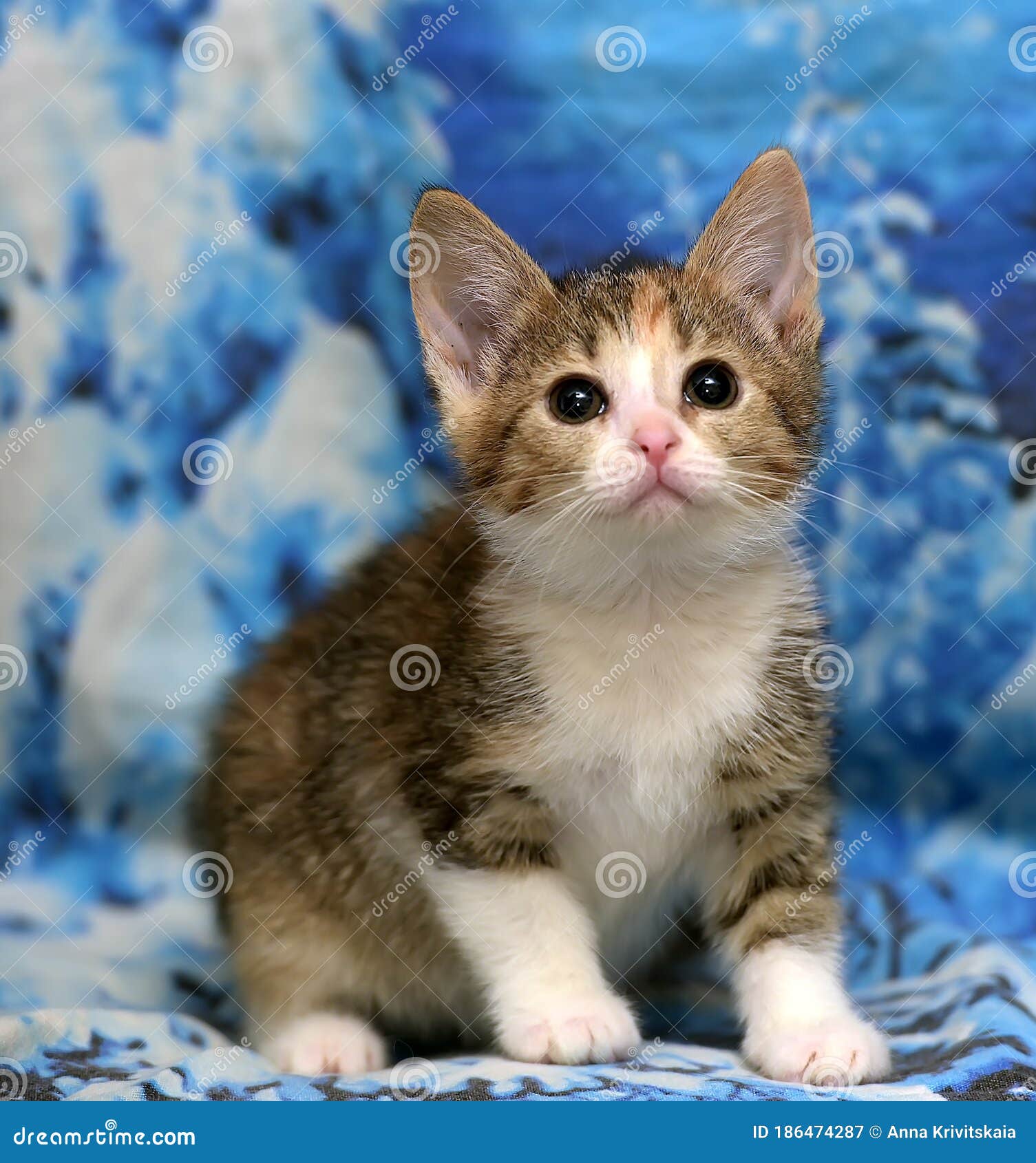 Female kitten three colors stock image. Image of breed - 186474287