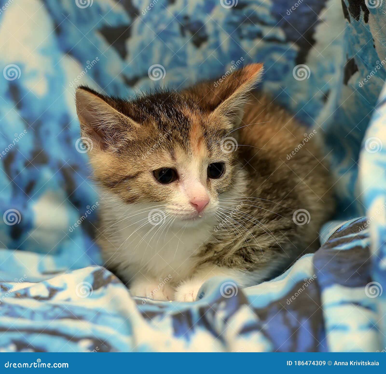 Female kitten three colors stock image. Image of gray - 186474309