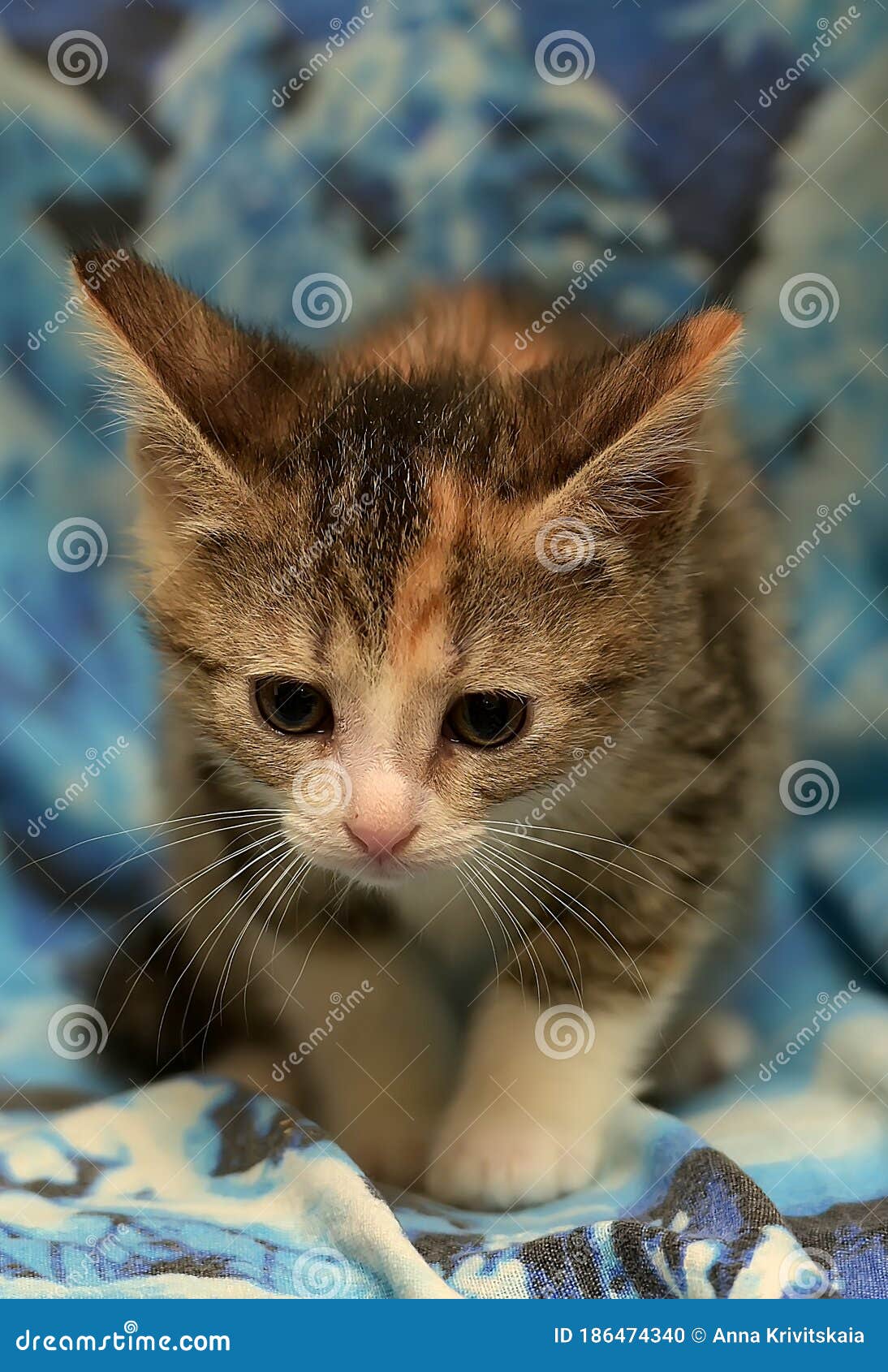 Female kitten three colors stock photo. Image of female - 186474340