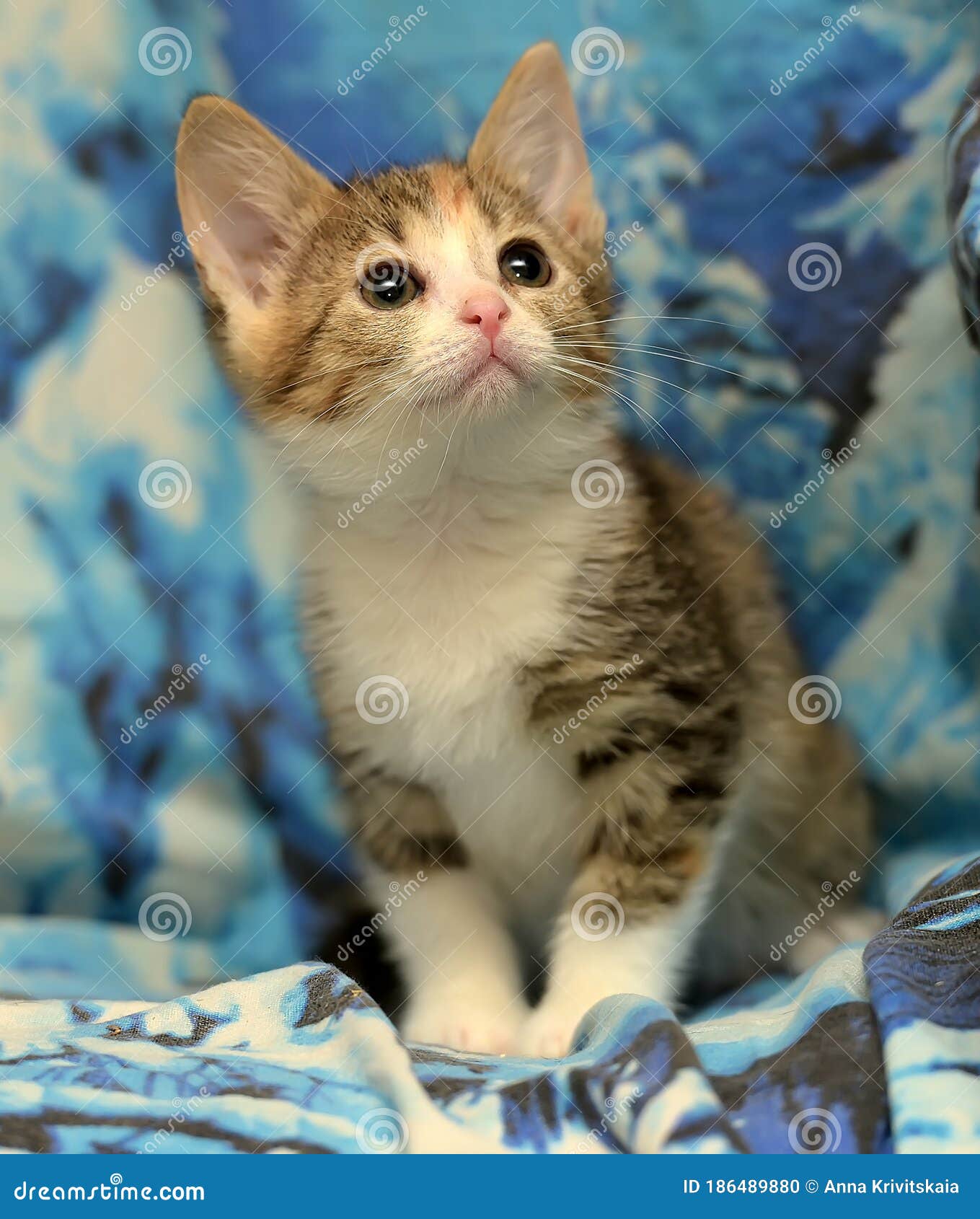 Female kitten three colors stock photo. Image of nose - 186489880