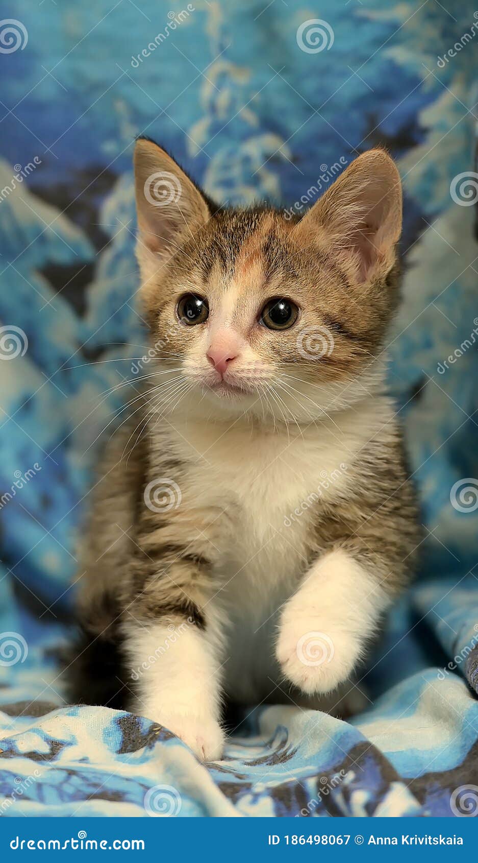 Female kitten three colors stock image. Image of fluffy - 186498067