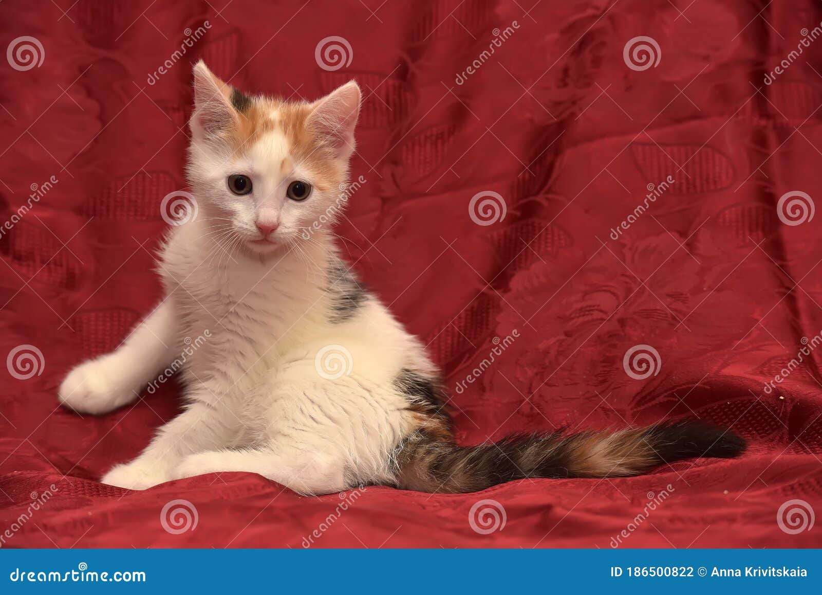 Female kitten three colors stock photo. Image of portrait - 186500822