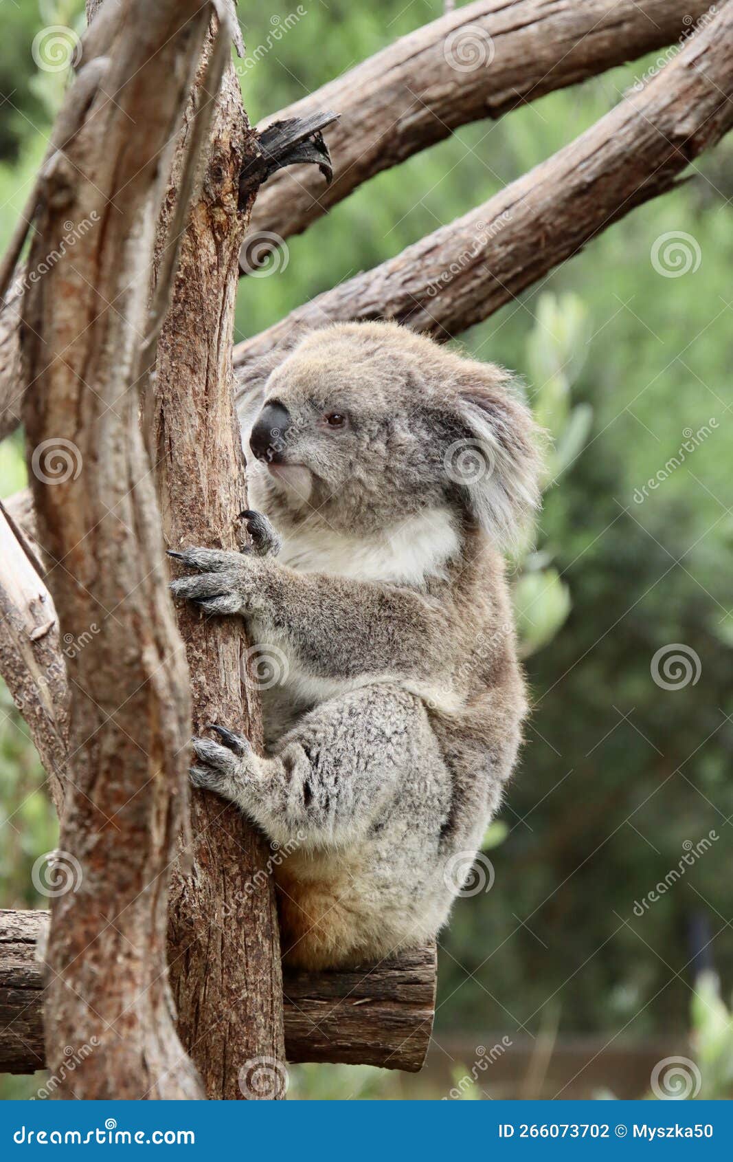 Female koala stock photo. Image of female, koala, iconic - 266073702