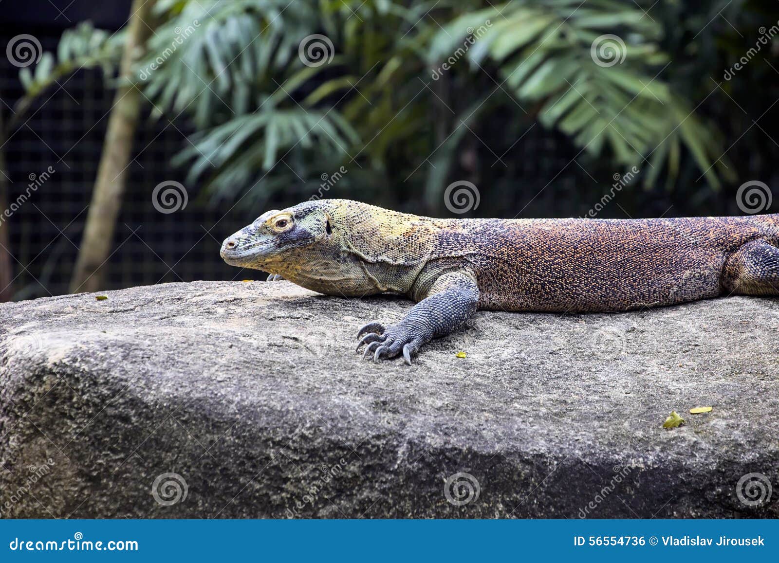Female Komodo Dragon, Varanus Comodensis Stock Photo - Image of largest ...