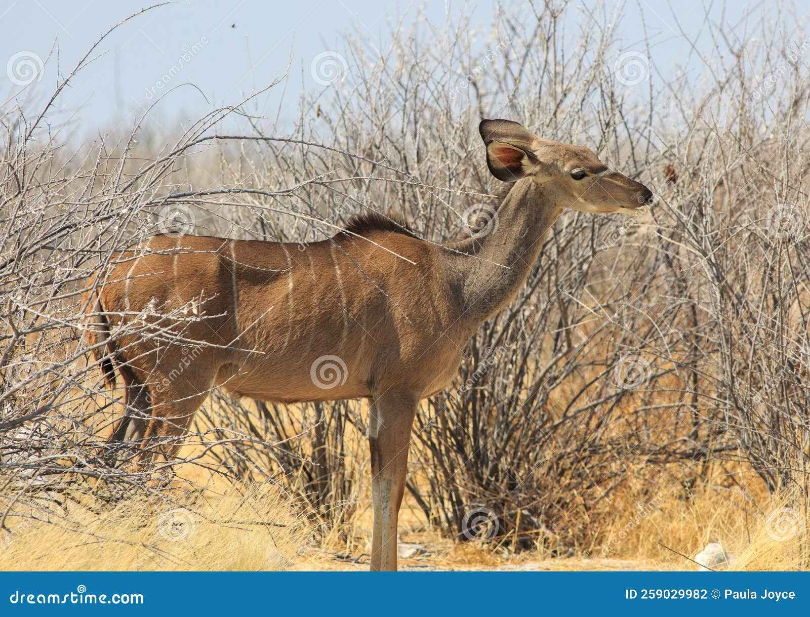 Femalee Kudu, Browsing on a Dry Small Bush Stock Photo - Image of ...