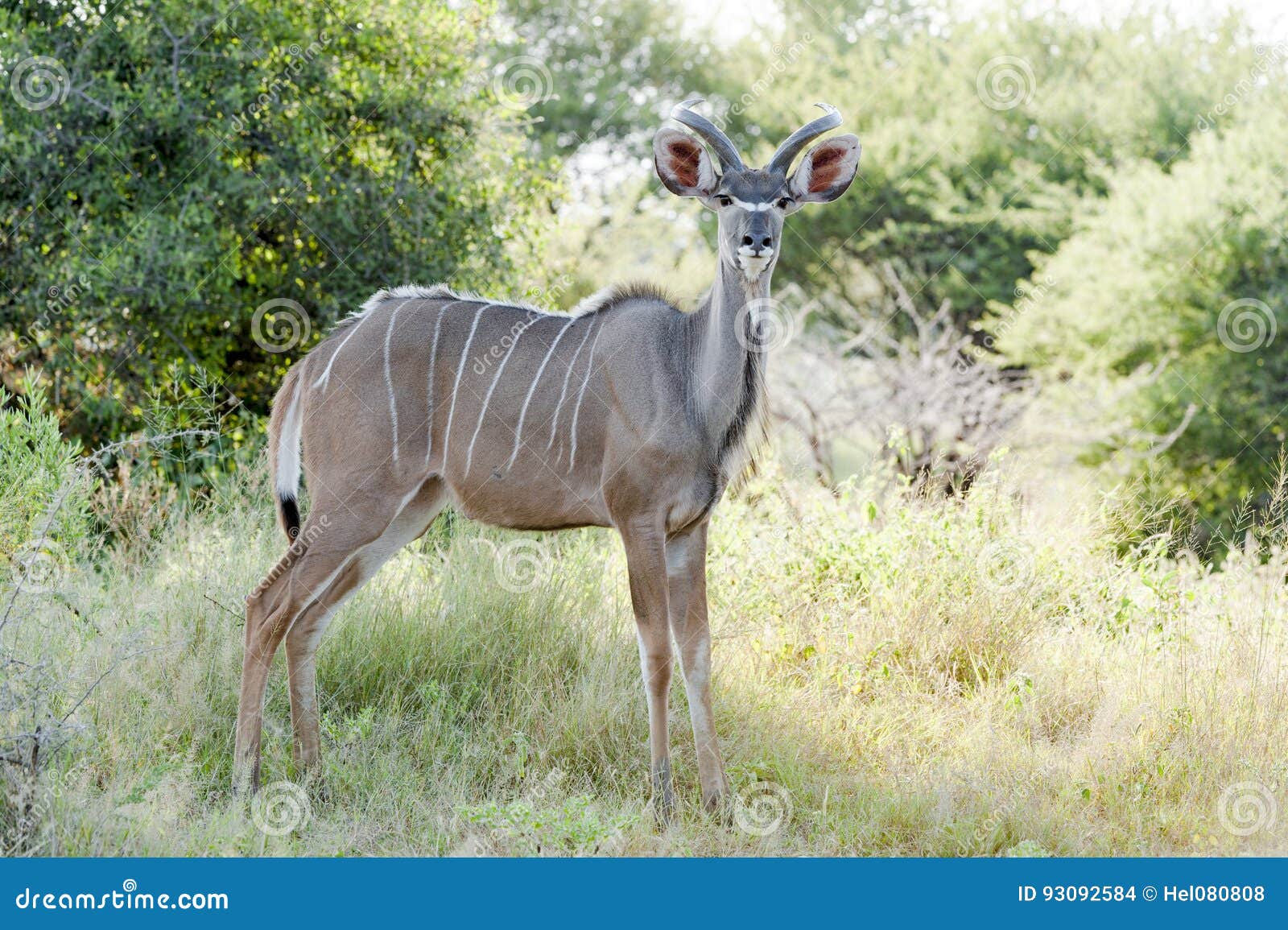 Female Kudu Antelope Stand In The Bush Royalty-Free Stock Photography ...