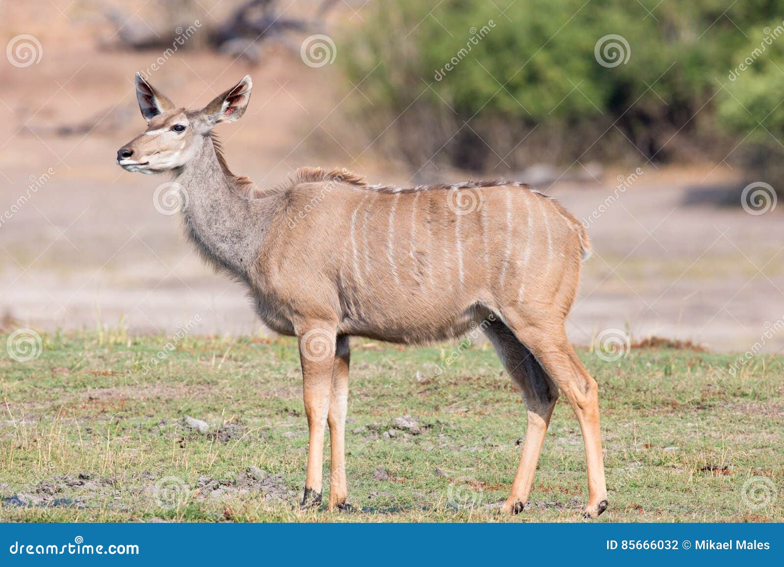 Female kudu stock photo. Image of africa, deer, broadside - 85666032