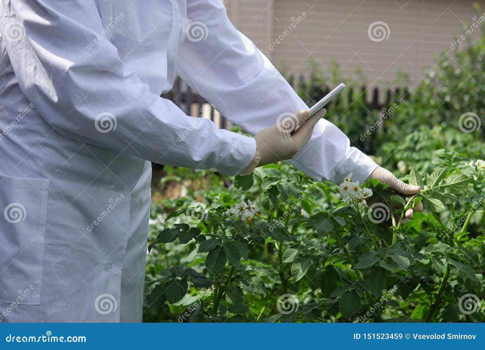 Female Lab Technician Studies Growth of Potatoes on an Experimental ...
