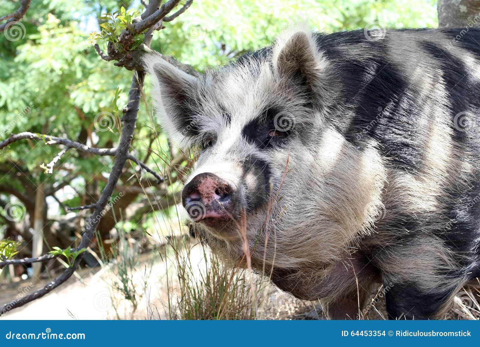 Female Lady Pig Outdoors on a Farm Stock Photo - Image of bacon, family ...