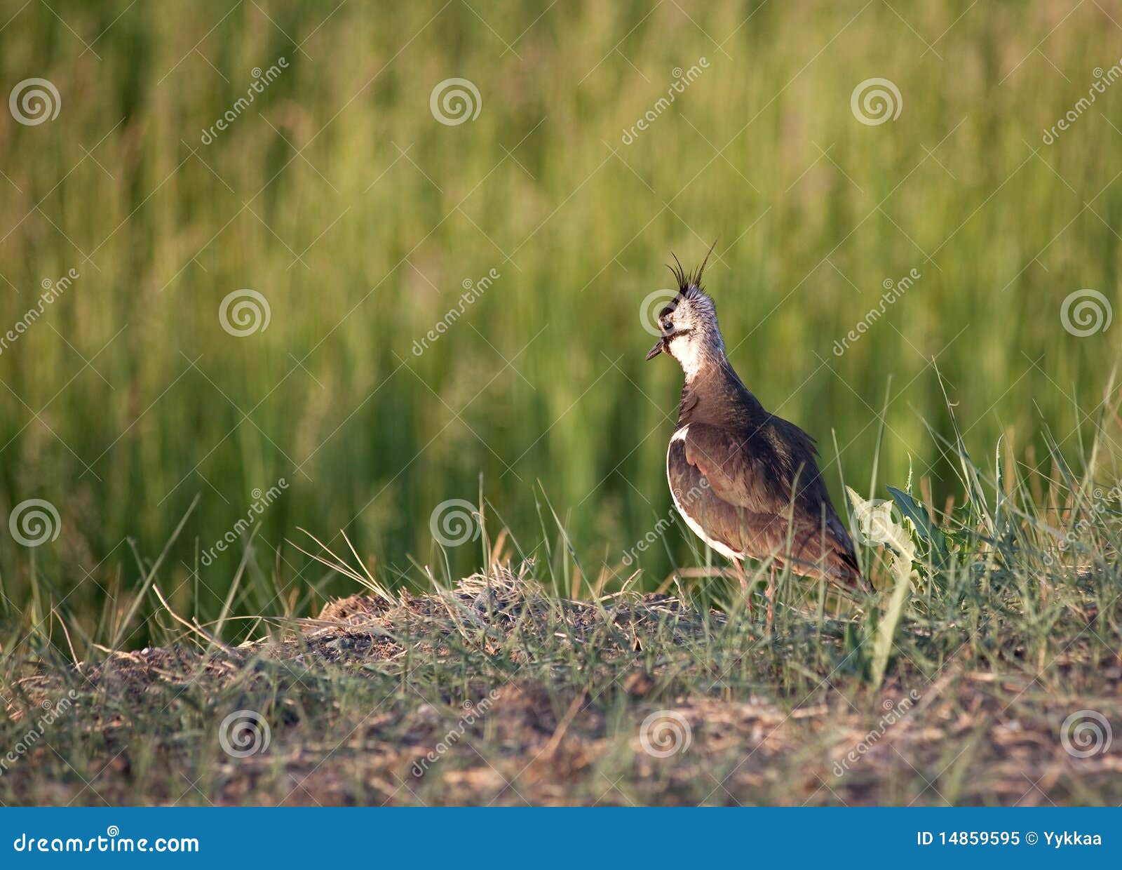 Female lapwing stock image. Image of morning, bird, lapwing - 14859595