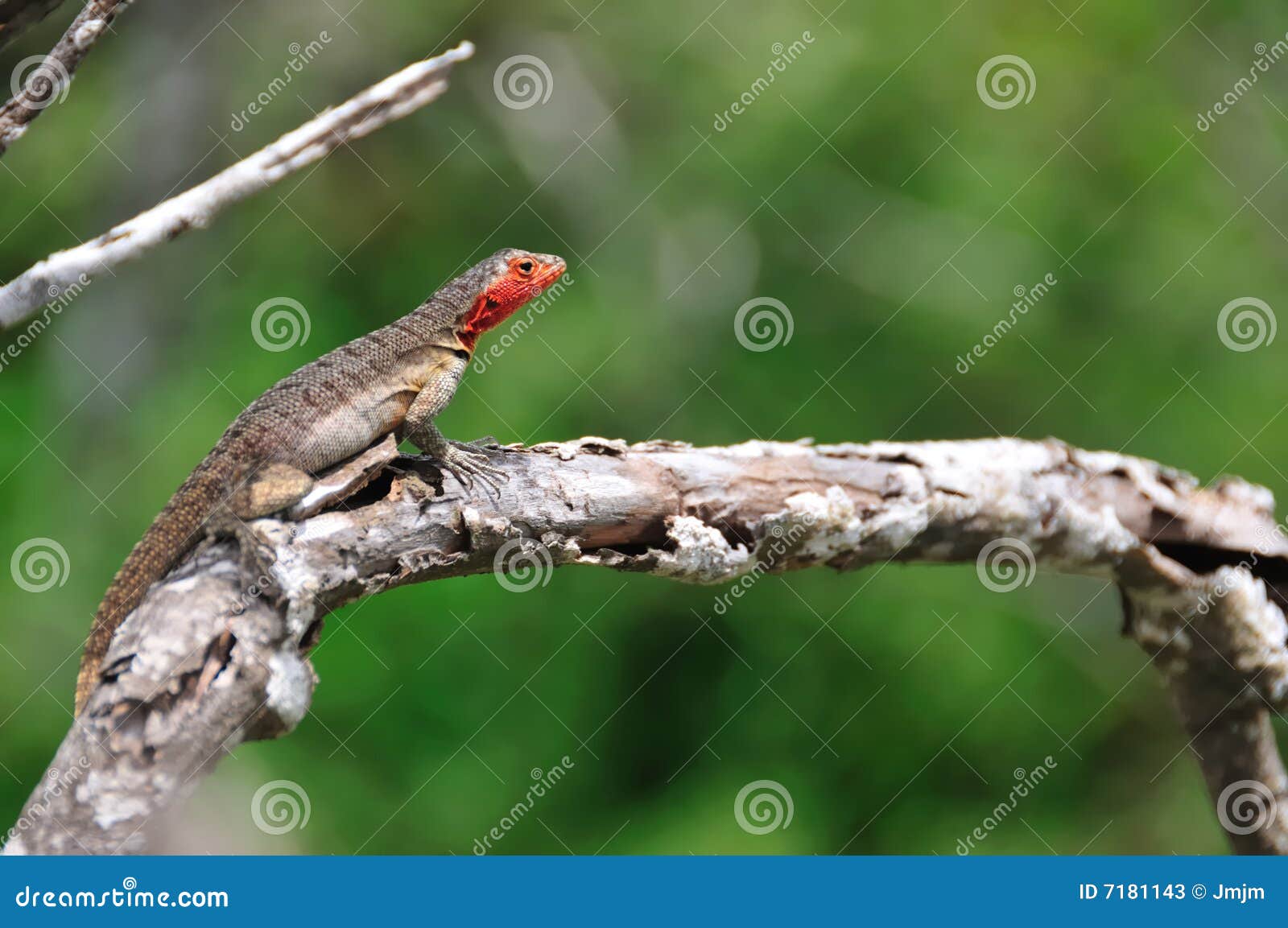 Female Lava Lizard in the Galapagos Islands Stock Image - Image of ...