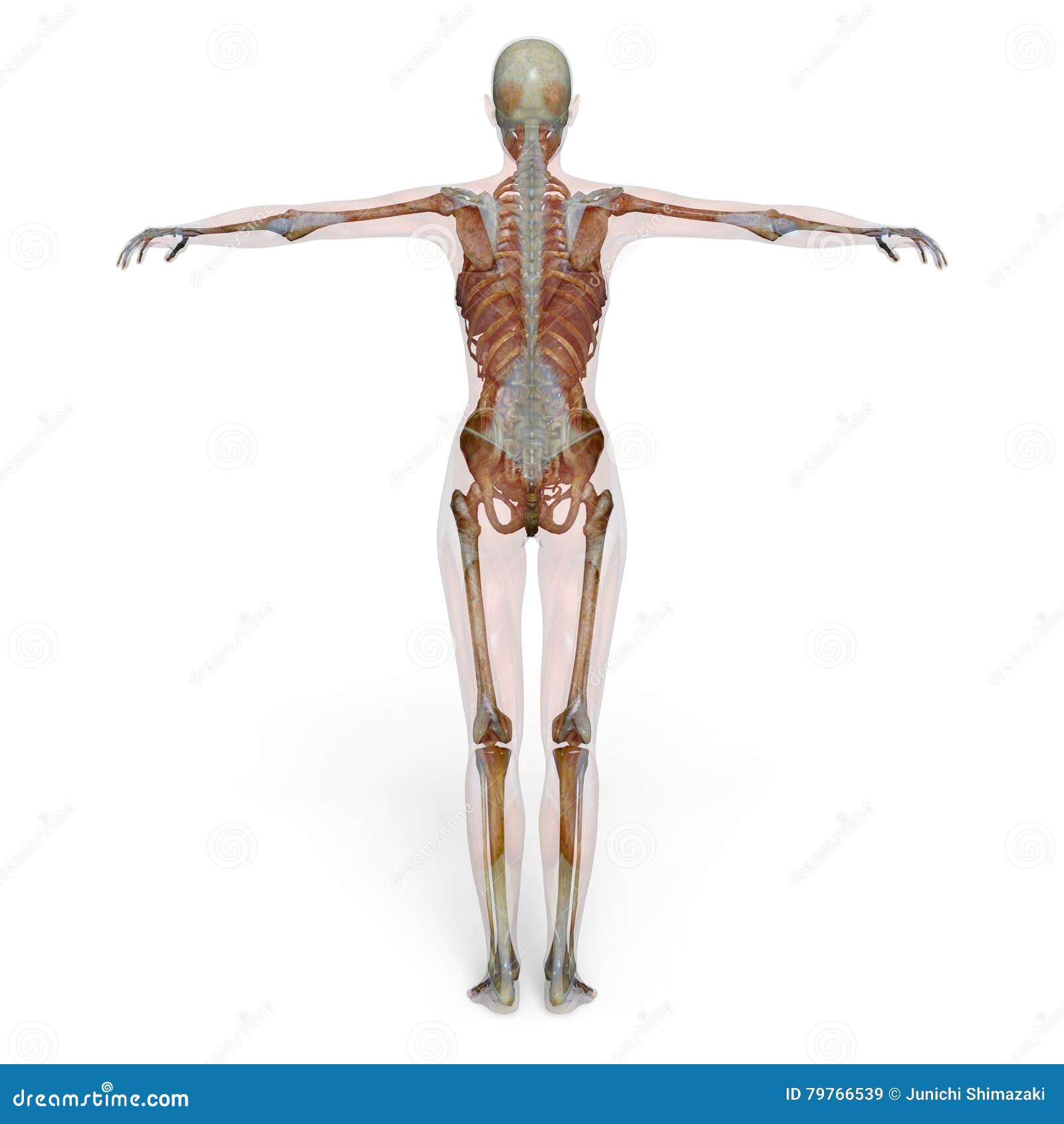 Female lay figure stock illustration. Illustration of skeleton - 79766539