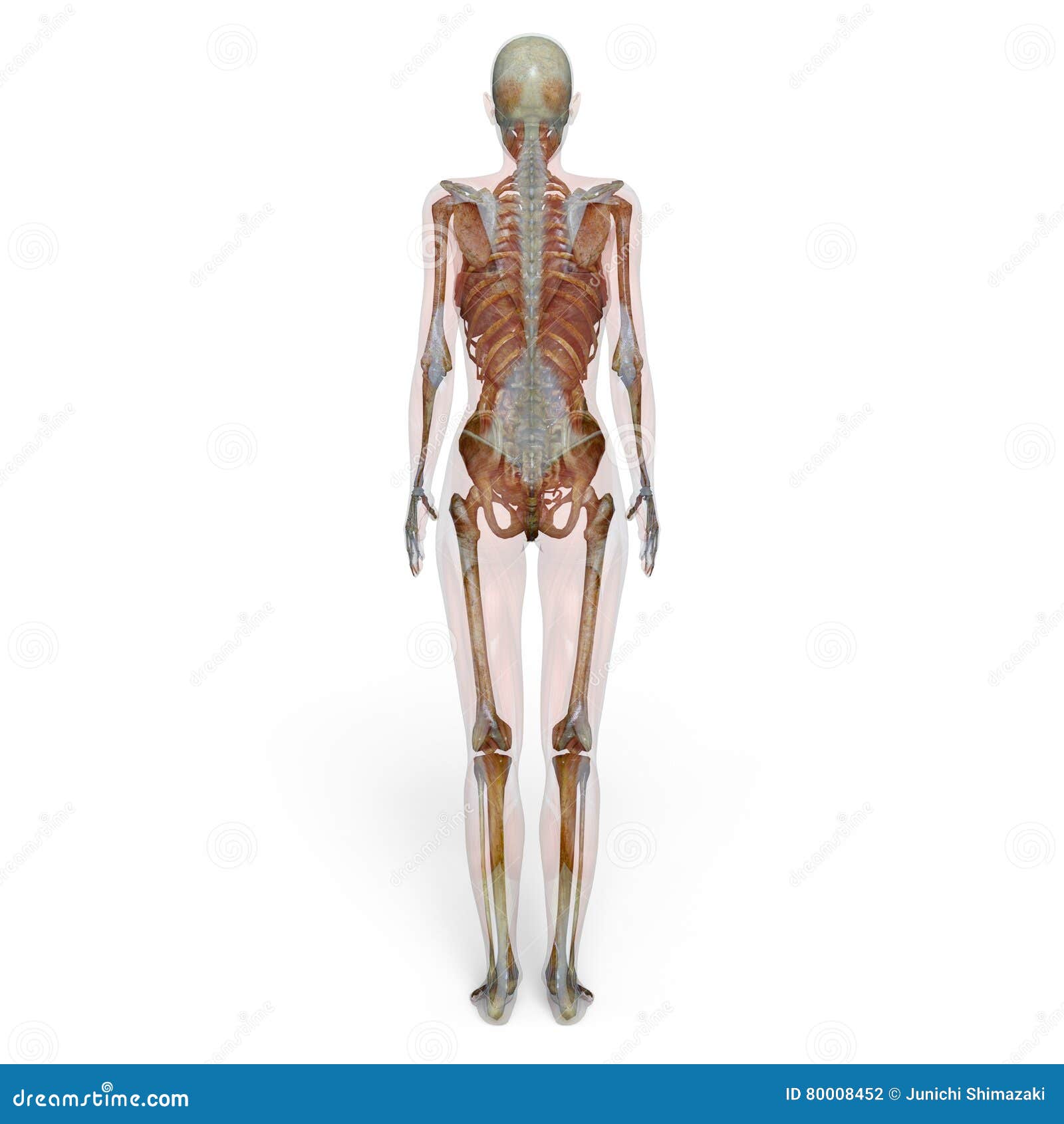 Female Lay Figure Stock Photo | CartoonDealer.com #80008452