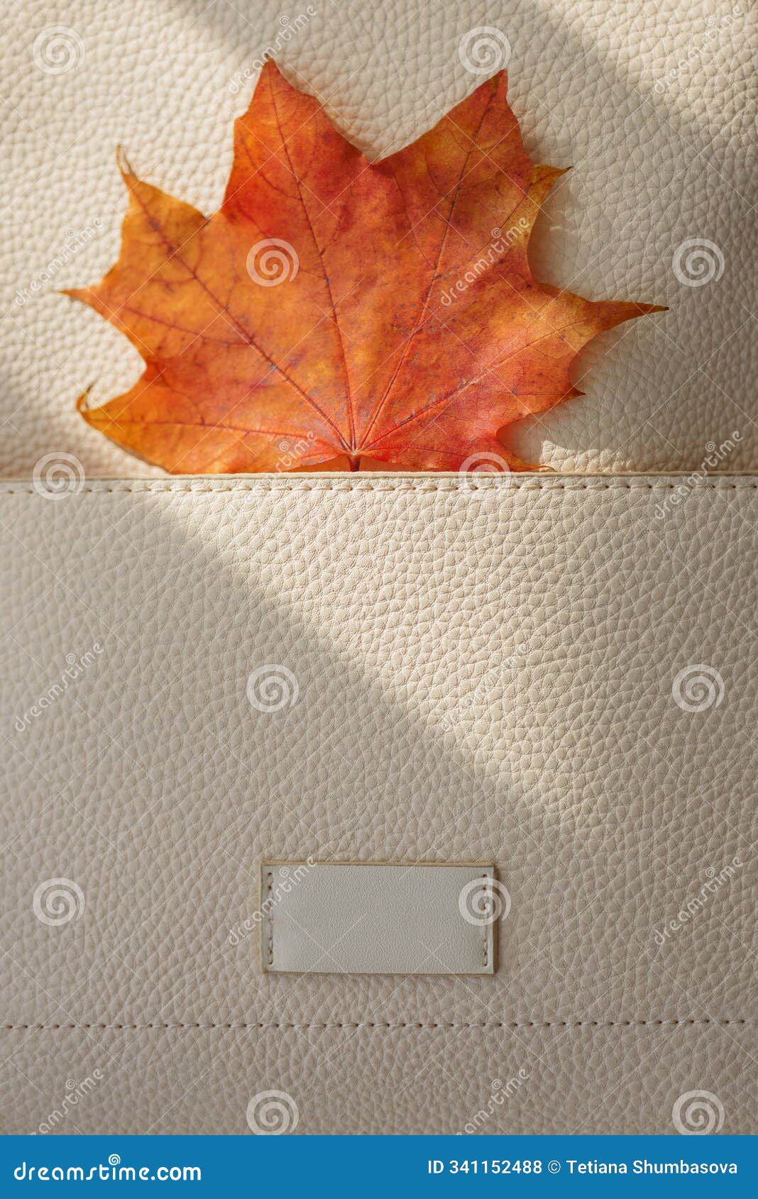 Female Leather Bag with Autumn Maple Leaf in Pocket Under Sun Rays ...
