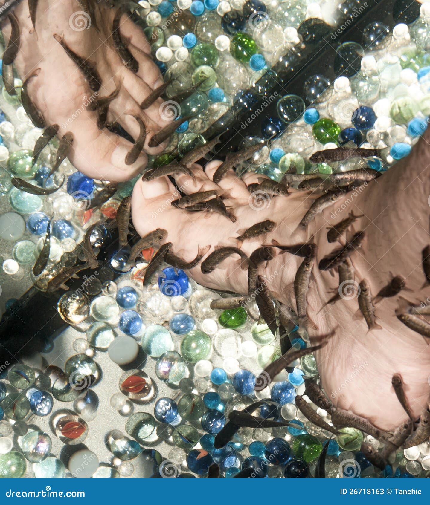 Female Leg during Pedicure Fish Garra Rufa Stock Image - Image of ...