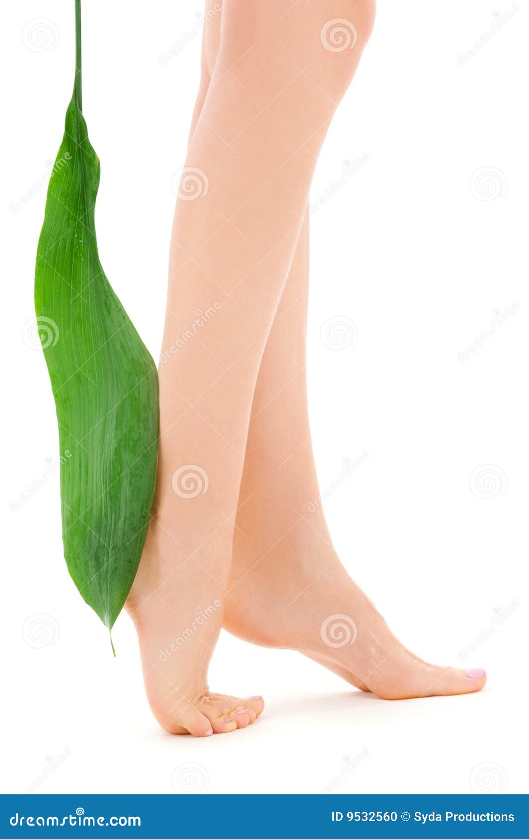 Female Legs with Green Leaf Stock Photo - Image of clean, natural: 9532560