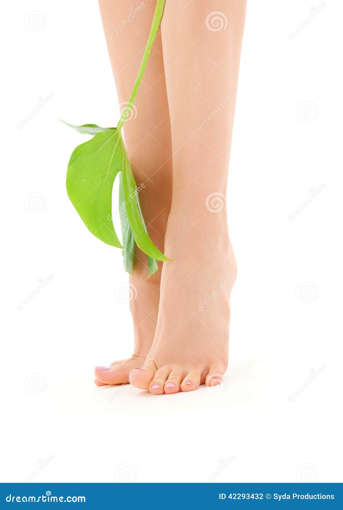 Female Legs with Green Leaf Stock Photo - Image of healthcare, clean ...