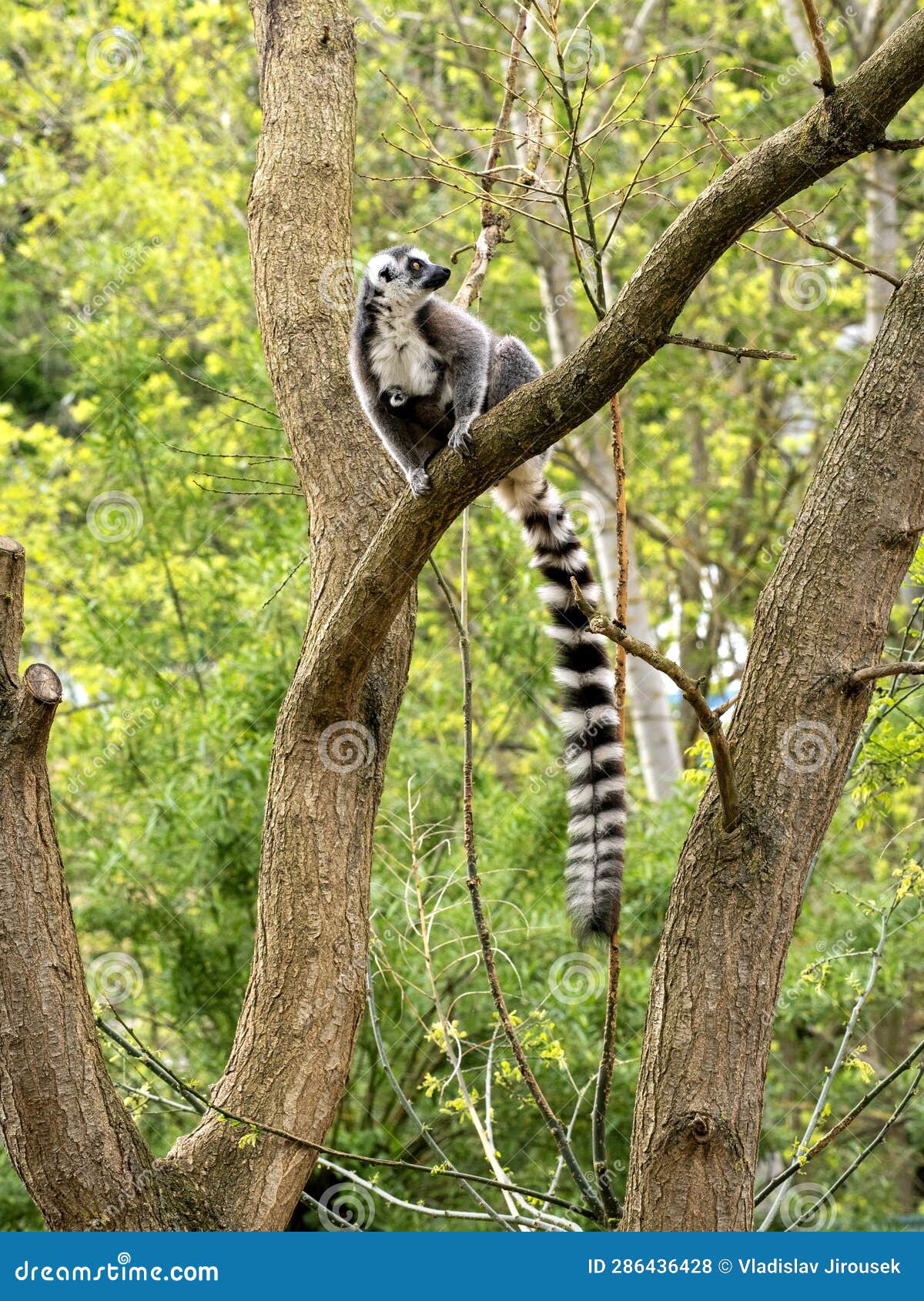 Female Lemur Catta, Ring-tailed Lemur, with Her Young Sits High in a ...