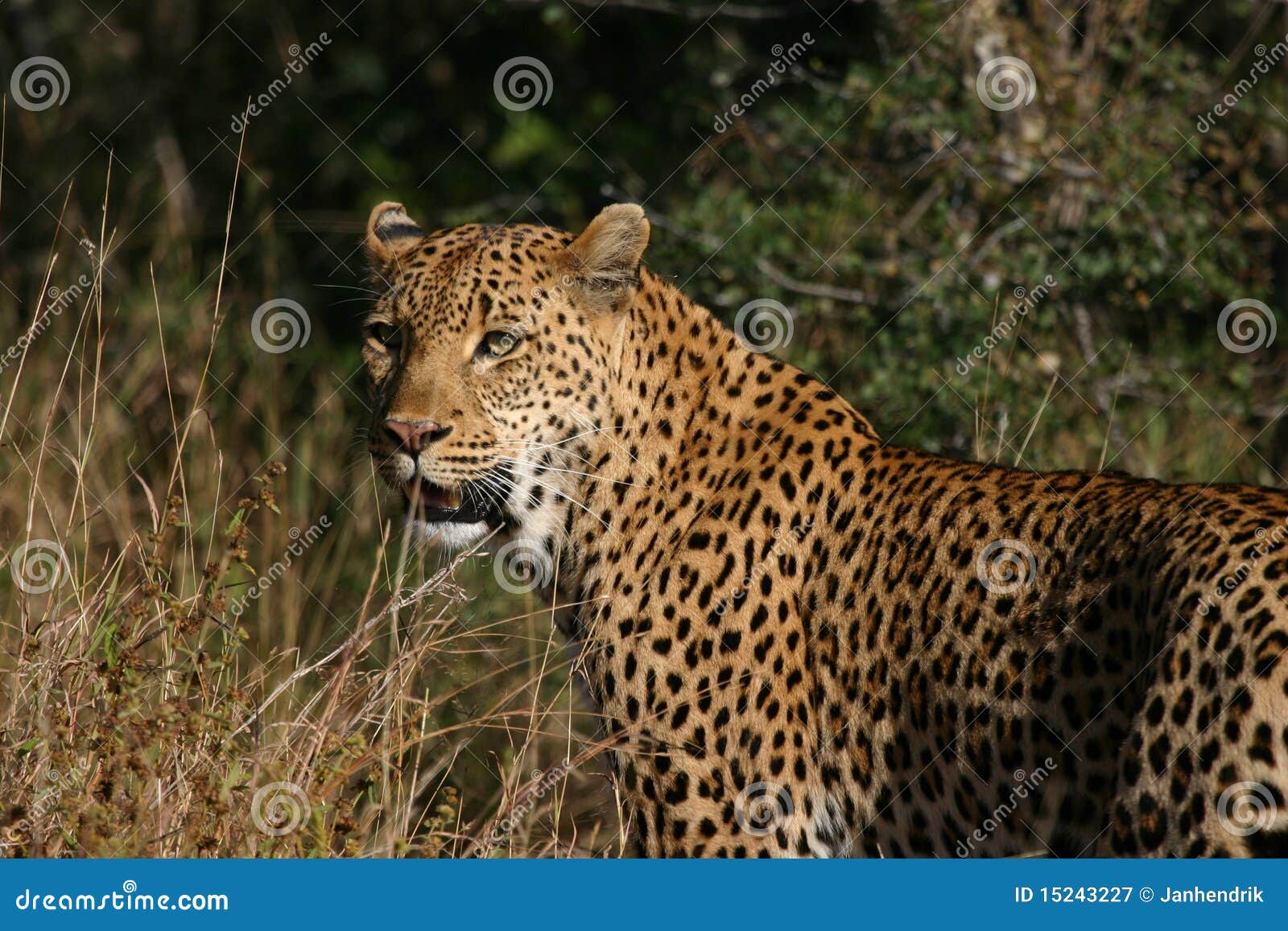 Female Leopard stock image. Image of national, animal - 15243227
