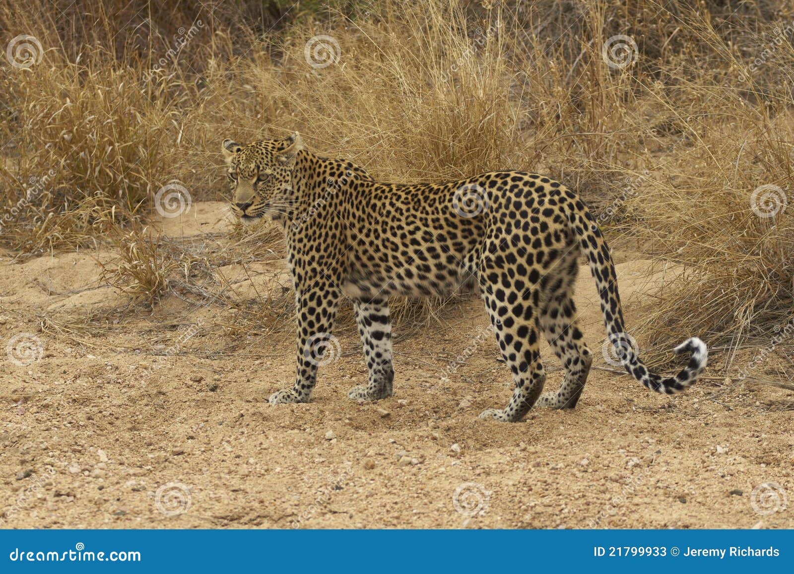 Female Leopard stock image. Image of national, kruger - 21799933