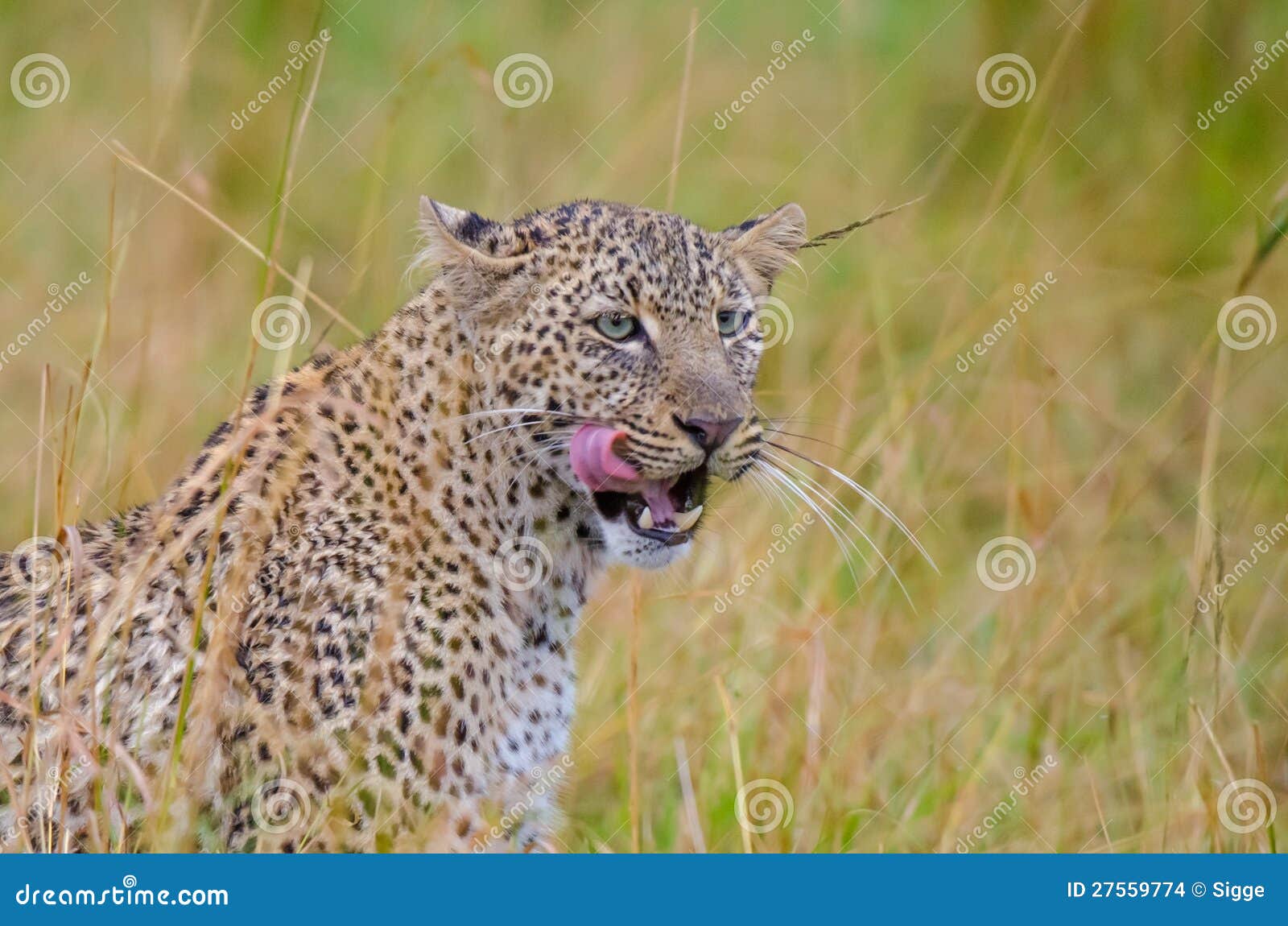 Female Leopard stock photo. Image of mara, leopard, licking - 27559774