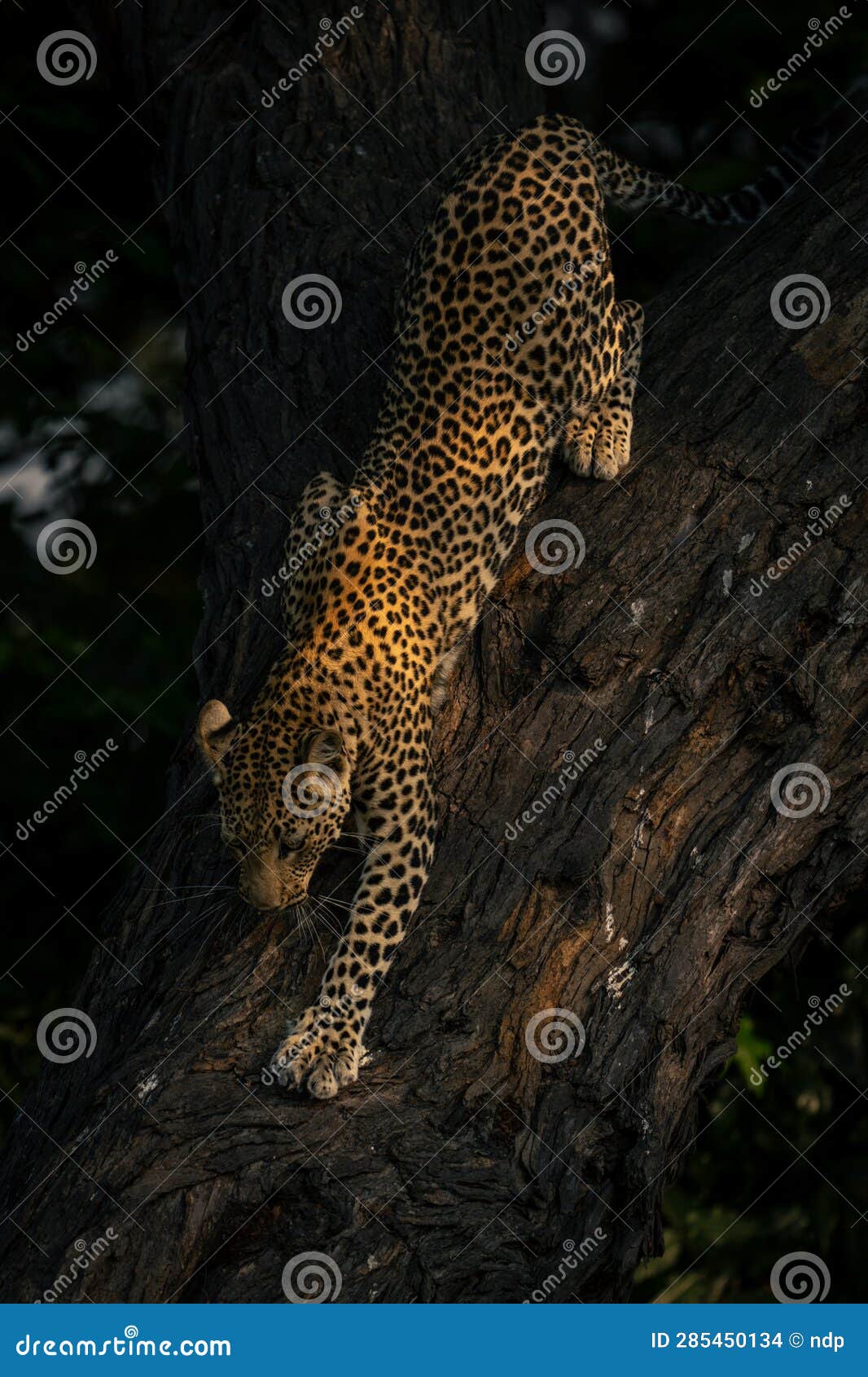 Female Leopard Climbs Down Thick Tree Trunk Stock Photo - Image of ...