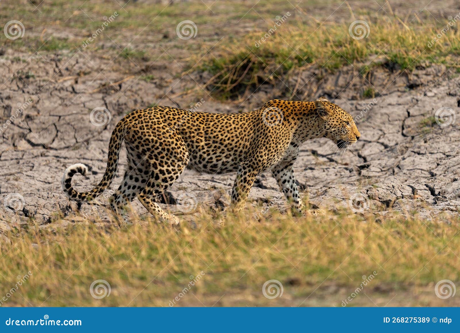 Female Leopard Crosses Dry Riverbed in Sunshine Stock Image - Image of ...