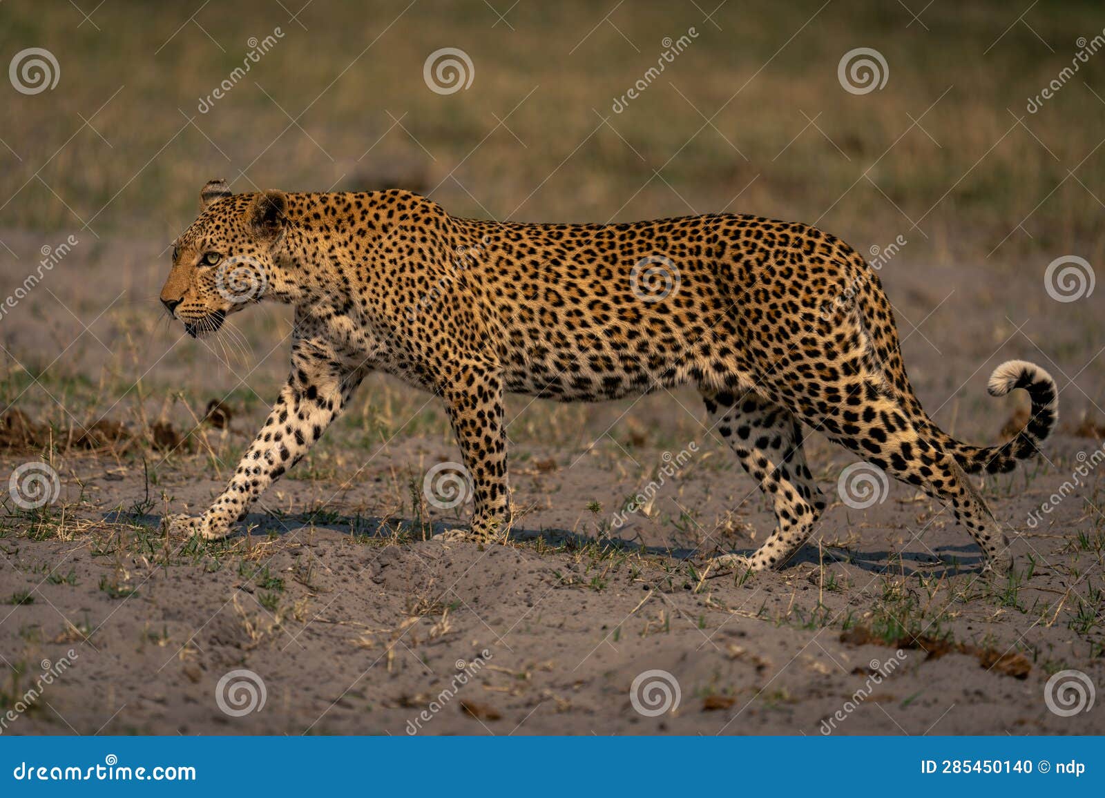 Female Leopard Crosses Grassy Sand in Sunshine Stock Photo - Image of ...