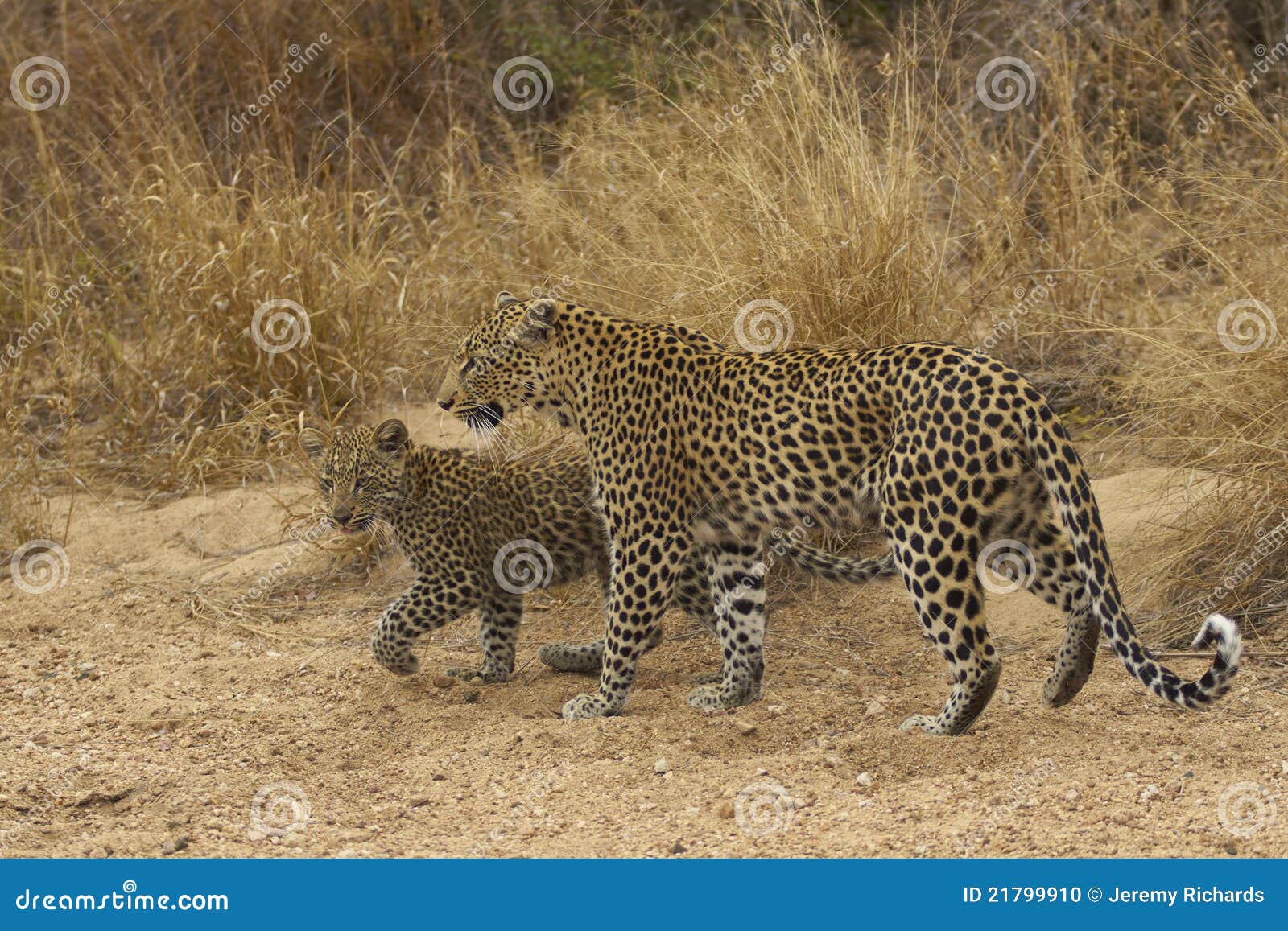 Female Leopard and Cub stock photo. Image of africa, kruger - 21799910