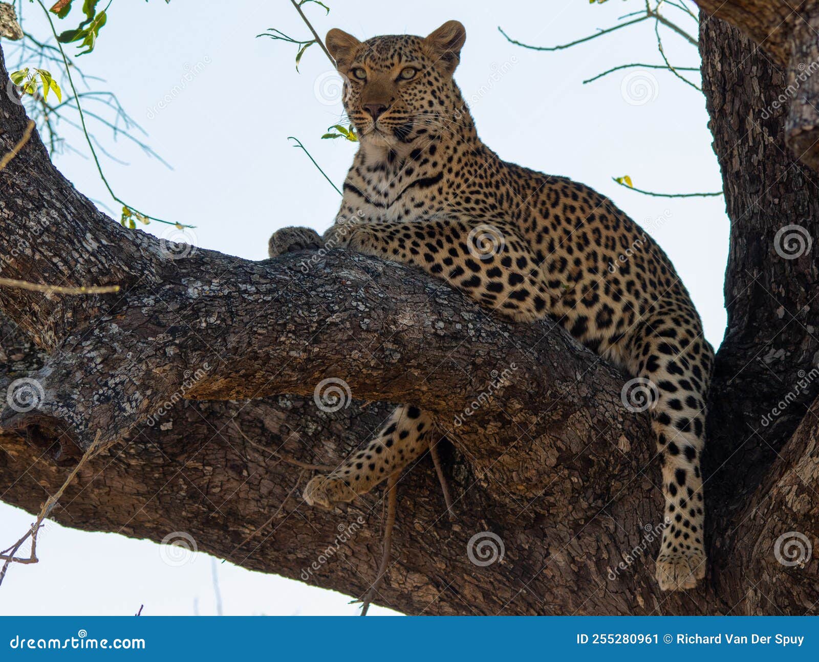 Female Leopard Isolated in a Tree Stock Image - Image of sojourn ...