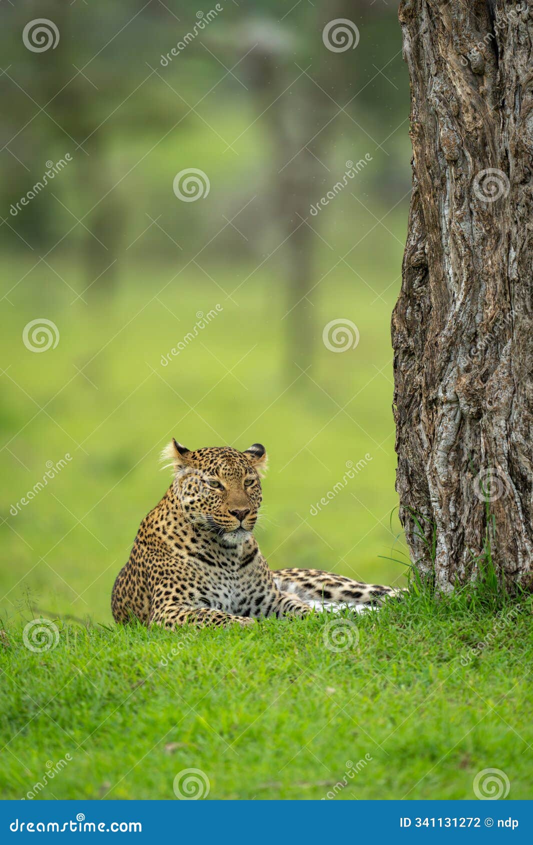 Female Leopard Royalty-Free Stock Photo | CartoonDealer.com #41144439