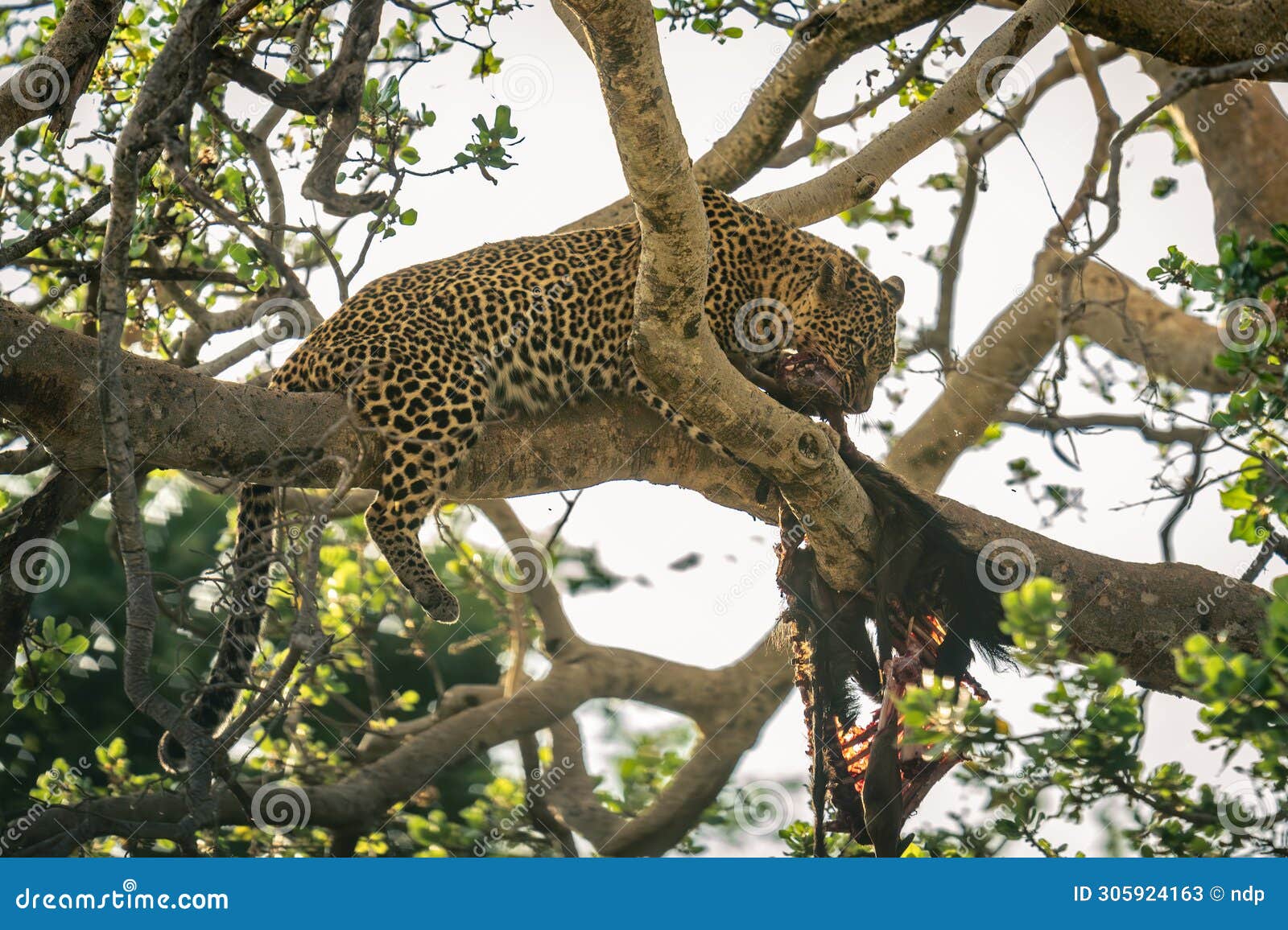Female Leopard Lies on Branch Eating Kill Stock Image - Image of ...