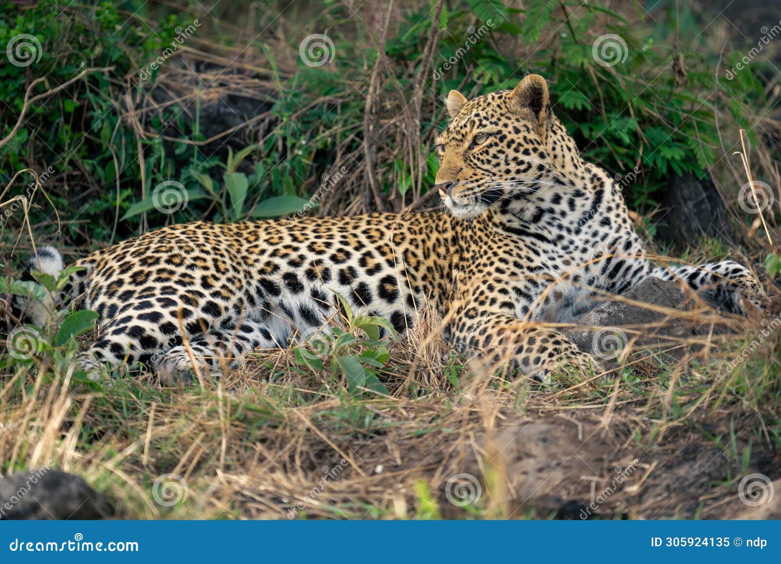 Female Leopard Lies in Bushes Looking Round Stock Image - Image of ...