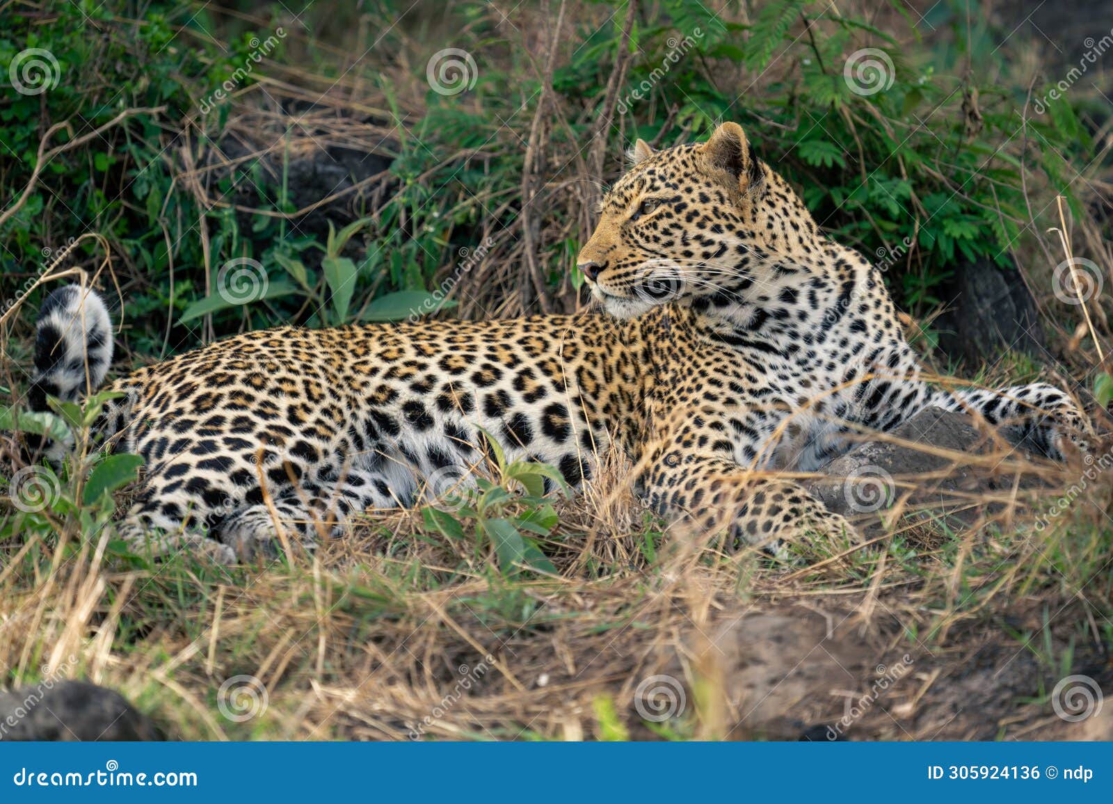 Female Leopard Lies in Bushes Turning Head Stock Photo - Image of ...