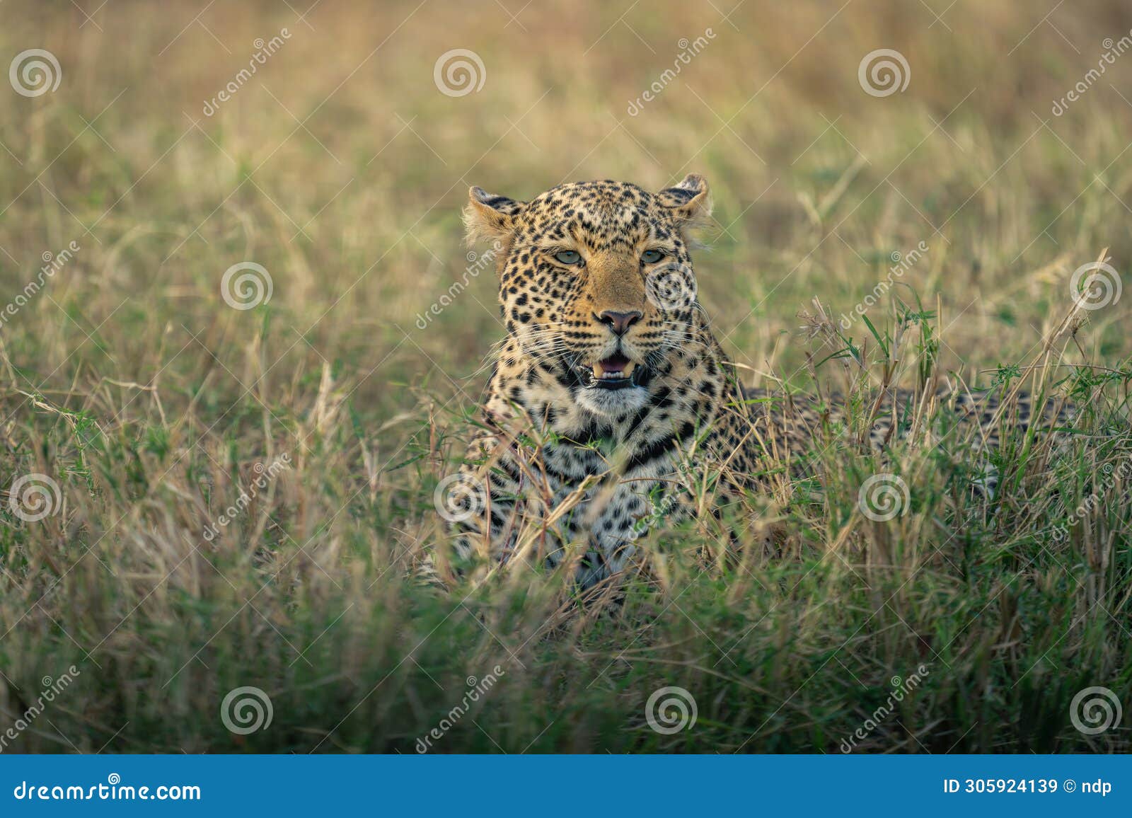 Female Leopard Lies in Grass Turning Head Stock Image - Image of safari ...