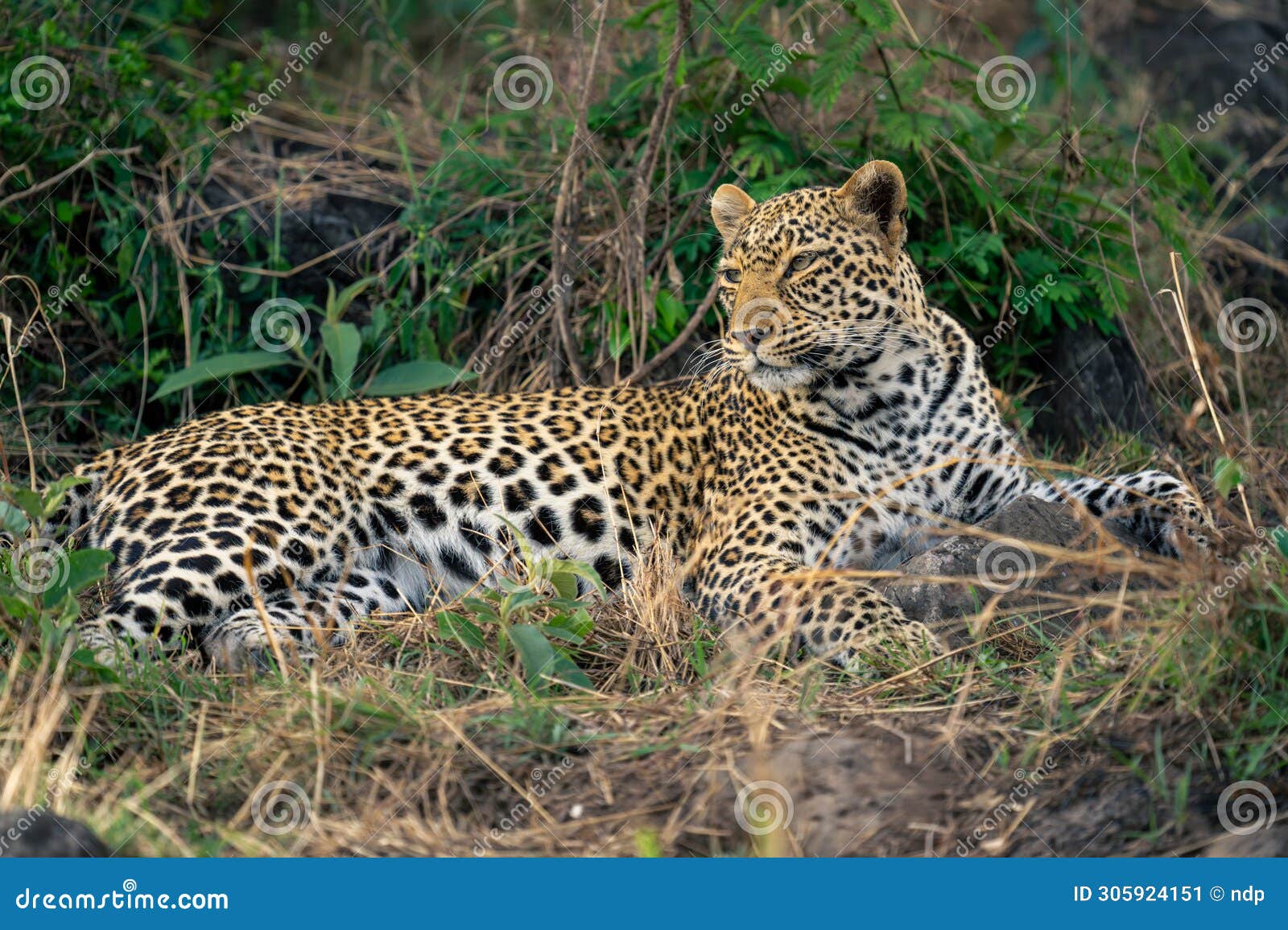 Female Leopard Lies in Undergrowth Looking Round Stock Image - Image of ...