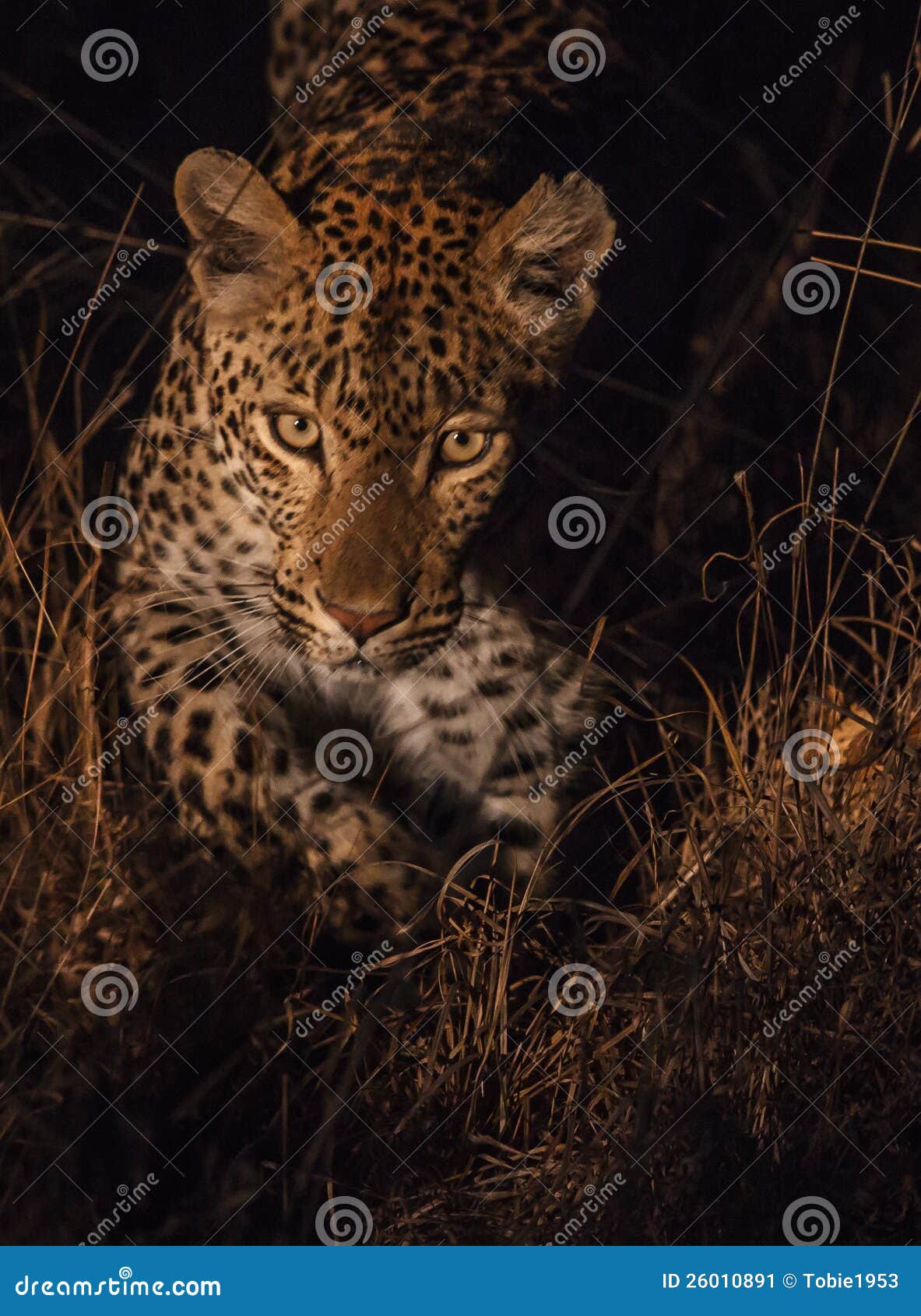 Female Leopard with Light Reflections in Eye Stock Image - Image of ...